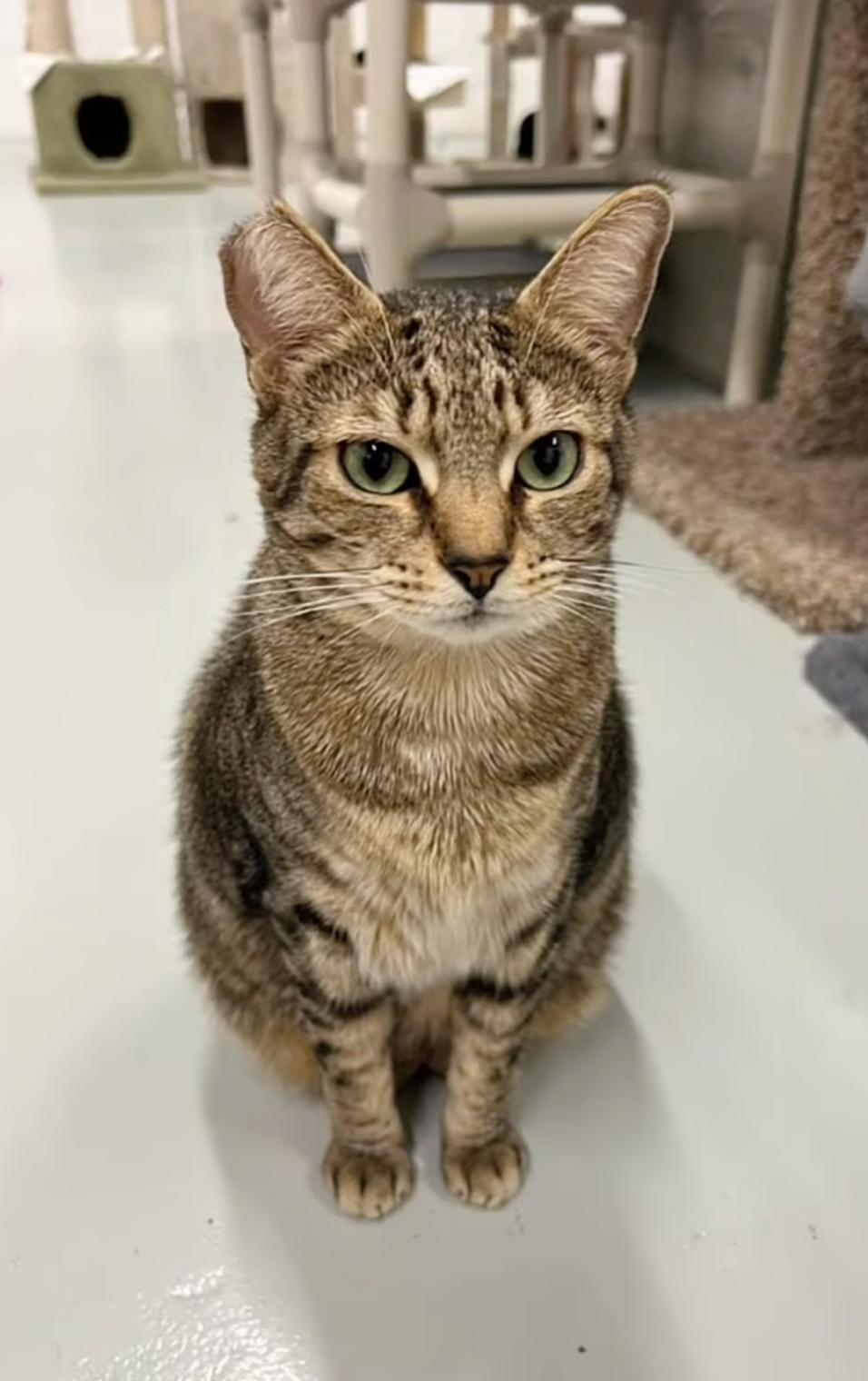 Cat for adoption - Tabby, a Domestic Short Hair & Tabby Mix in West ...