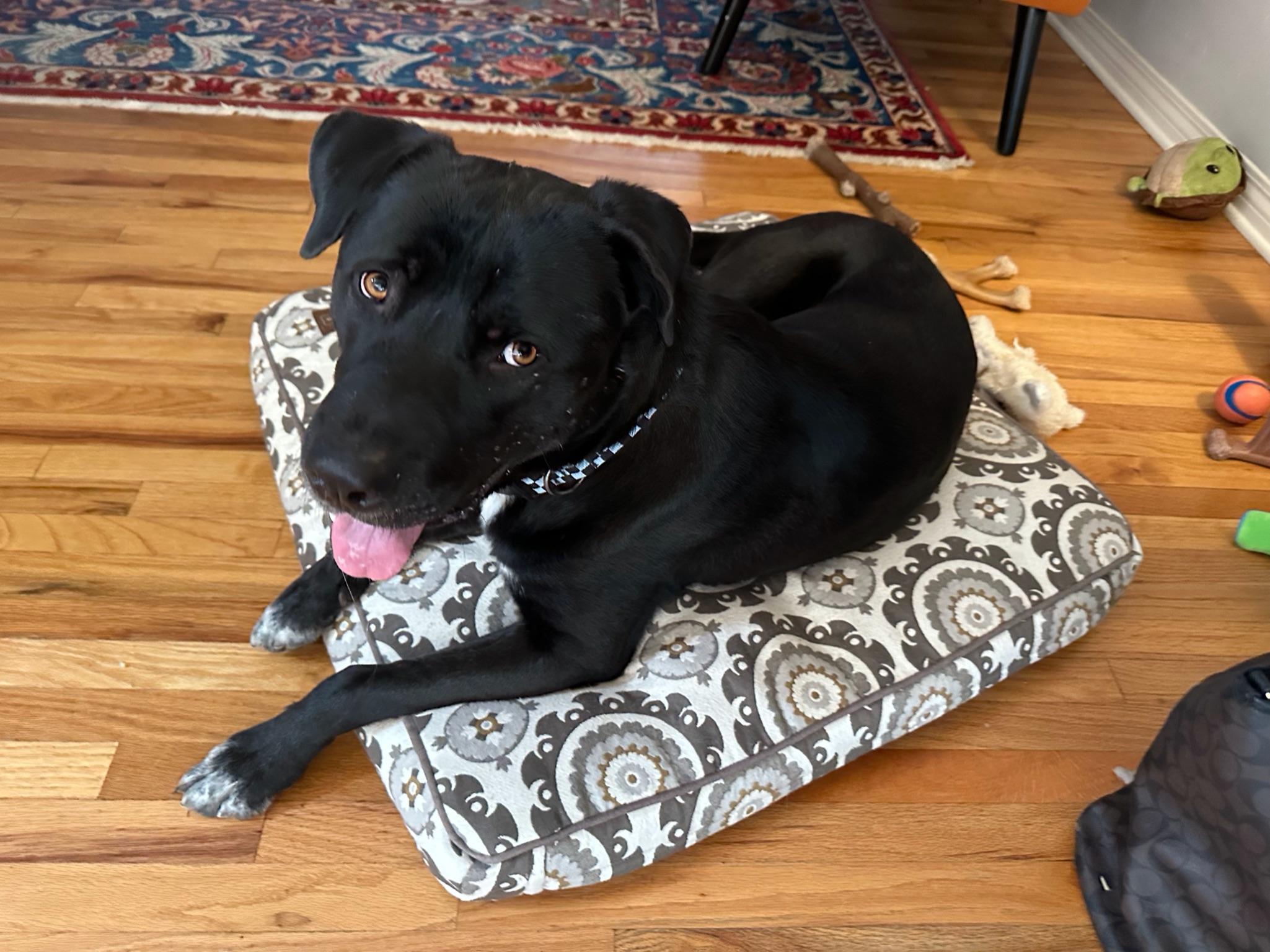 Dog for adoption - Mo, a Labrador Retriever in Redondo beach , CA | Petfinder