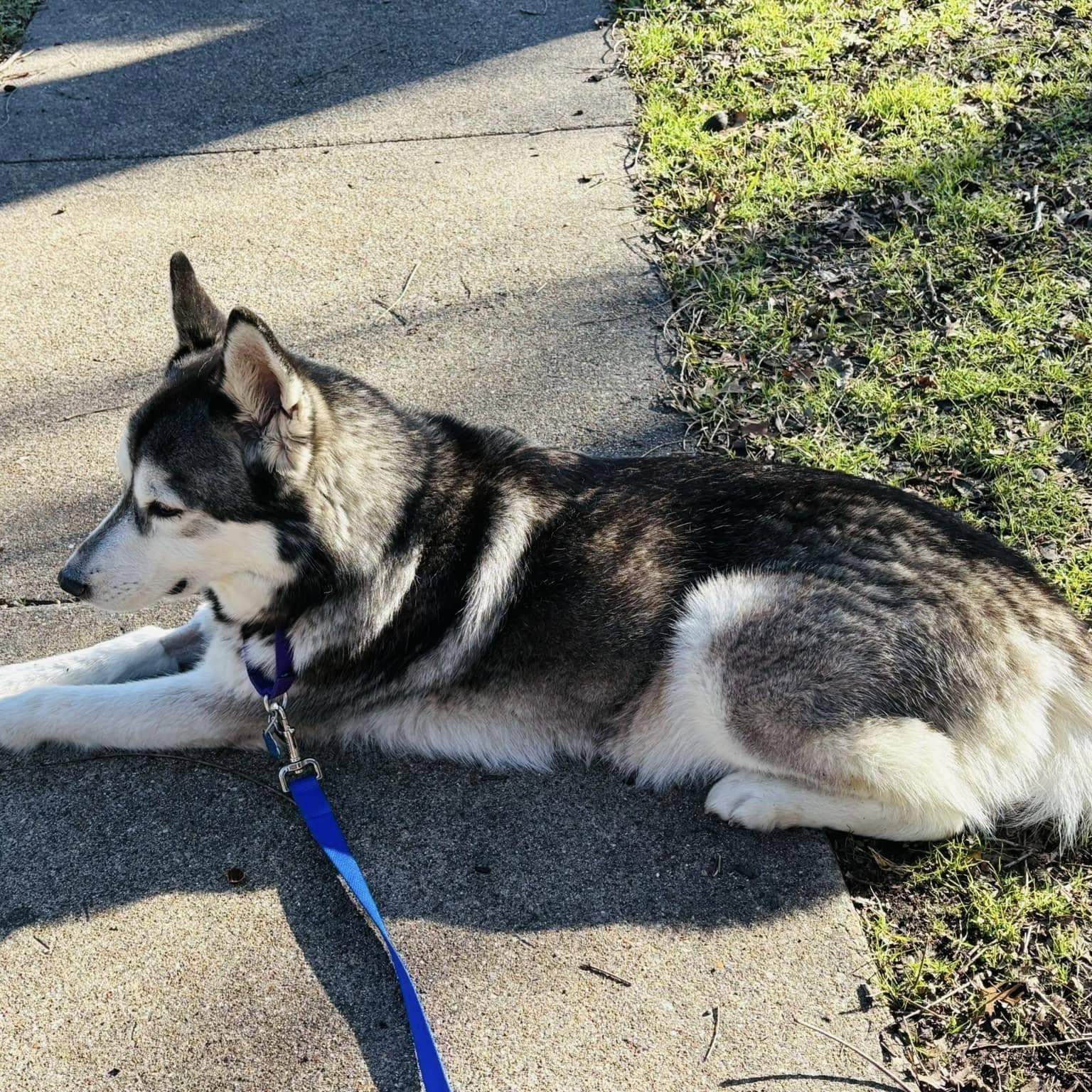 Dog for adoption - Galaxy, a Husky in Bloomington, MN | Petfinder