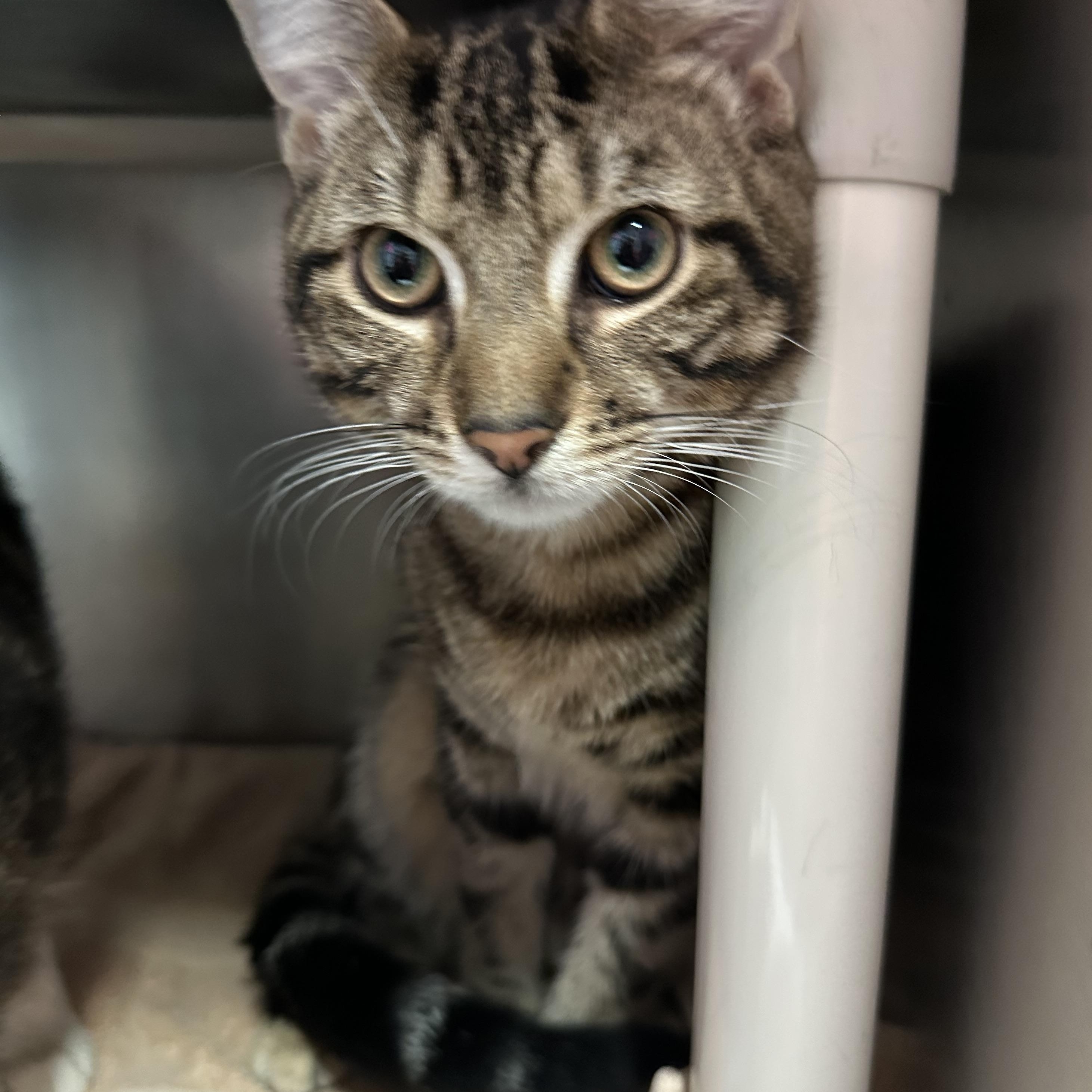 Cat for adoption - Tanji & Nezzy - Amazing Brothers, a Domestic Short ...