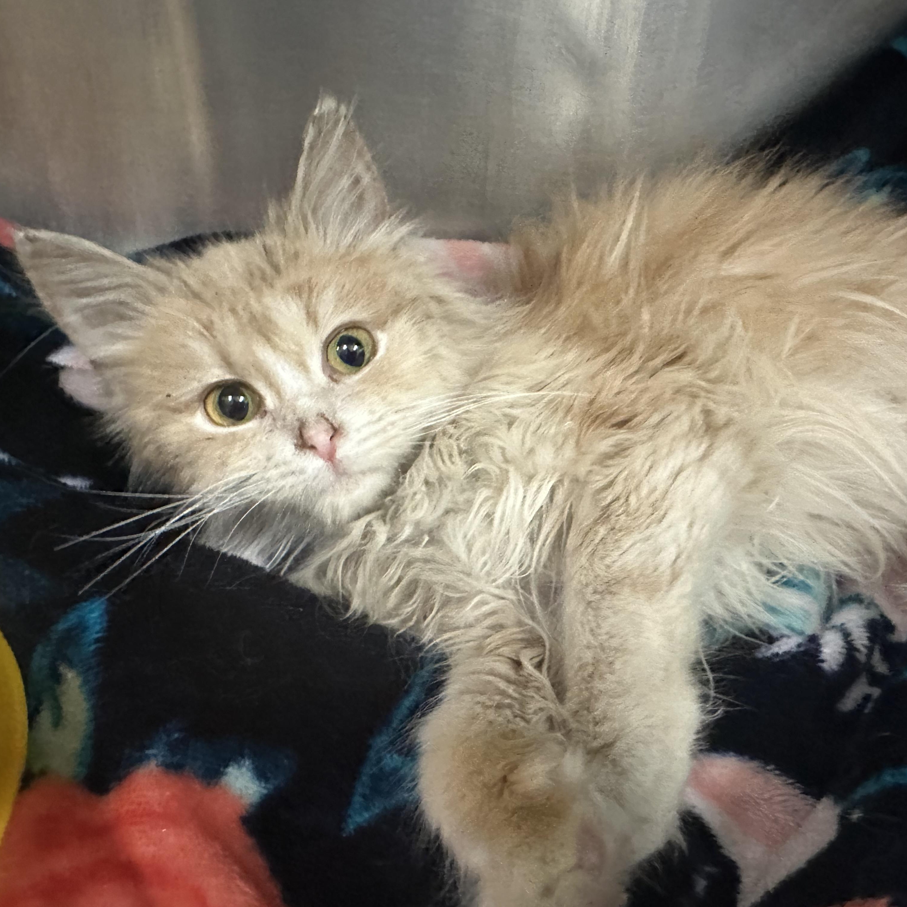 Cat for adoption - Buffer, a Domestic Long Hair in Latrobe, PA | Petfinder