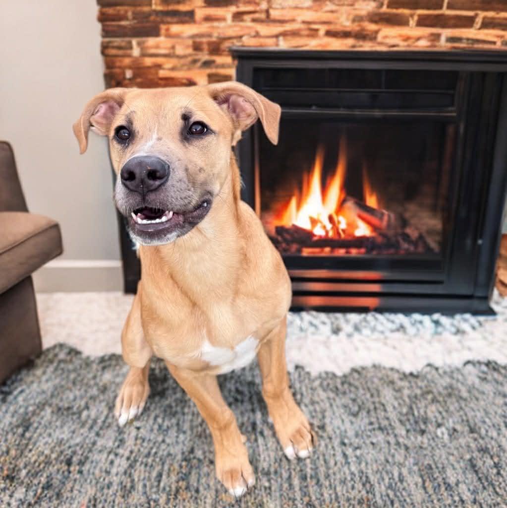 Dog for adoption - Atlas, a Great Dane & Pit Bull Terrier Mix in Erie ...