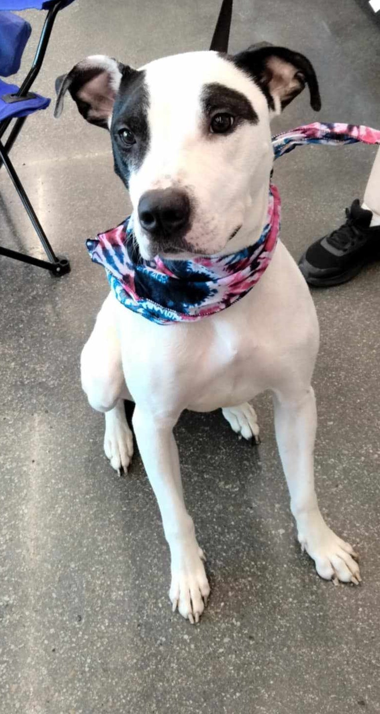 Dog for adoption - Deacon, an American Bulldog Mix in Detroit, MI ...