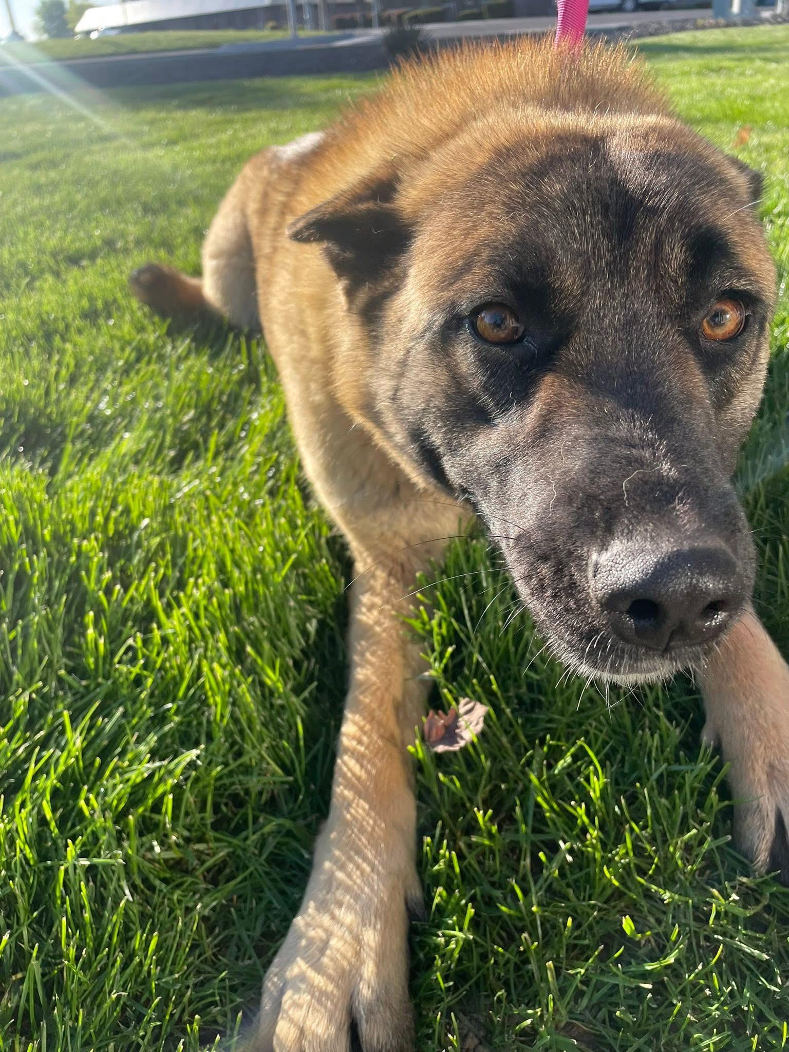 Dog for adoption - Helen Shepard, a German Shepherd Dog & Belgian ...