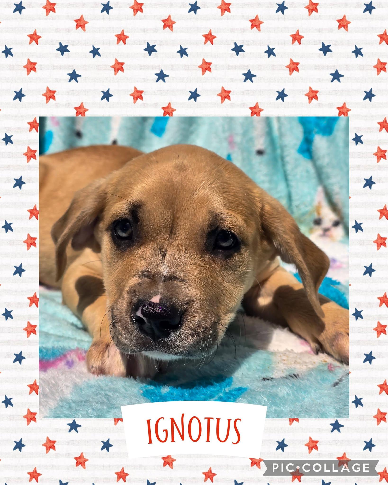 Dog for adoption - Ignotus, a Catahoula Leopard Dog & Boxer Mix in ...