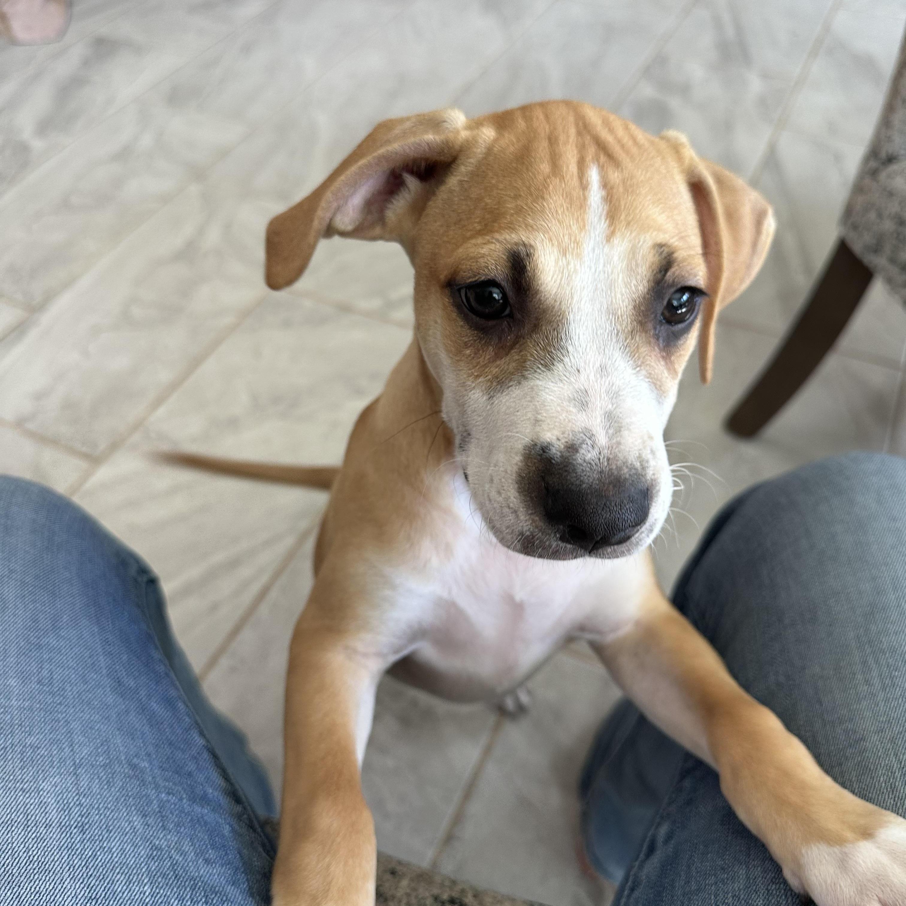 Dog for adoption - Jade, a Labrador Retriever Mix in pittsburgh, PA ...