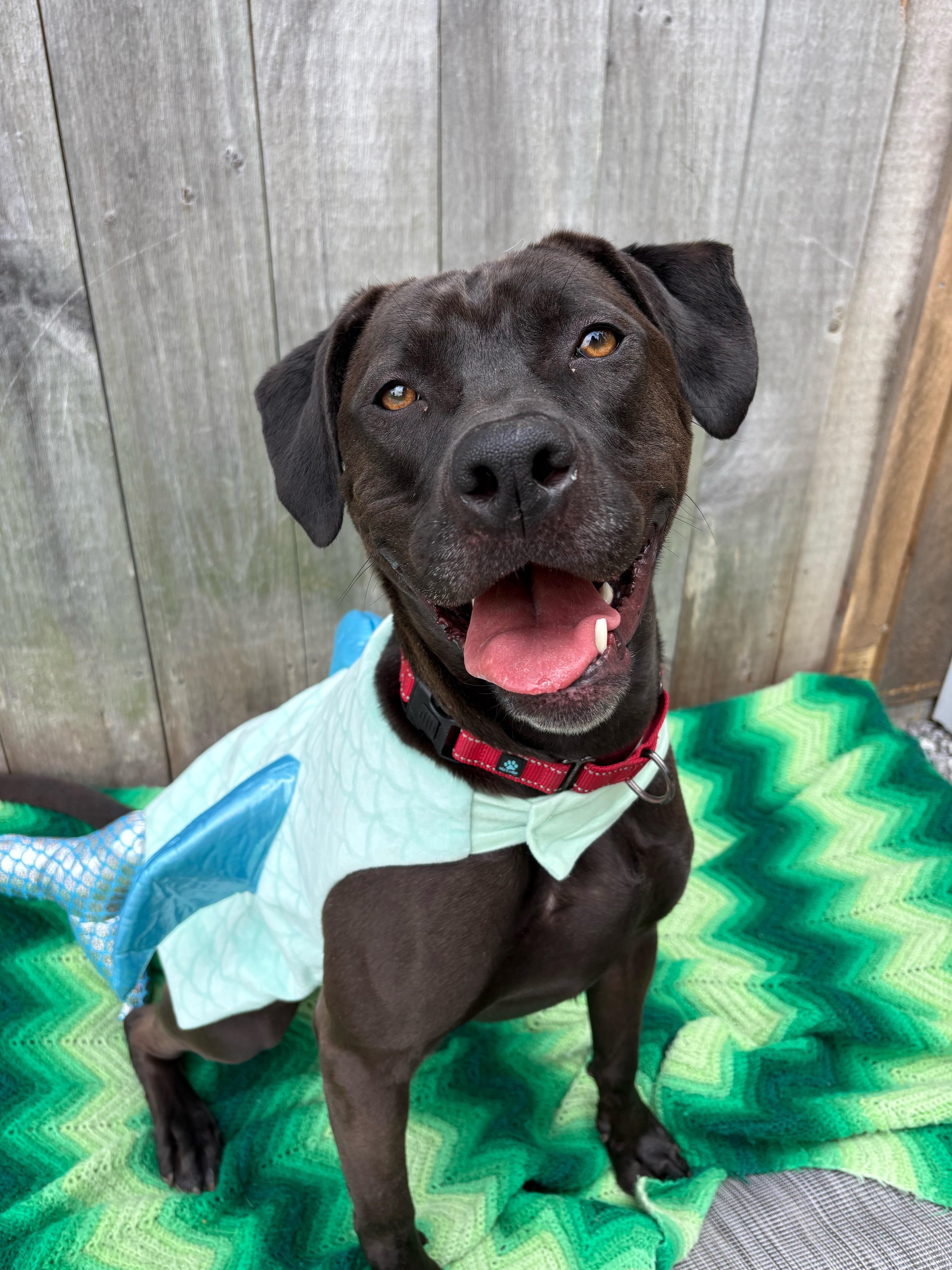 Dog for adoption - Ralph, a Black Labrador Retriever Mix in New Boston, NH | Petfinder