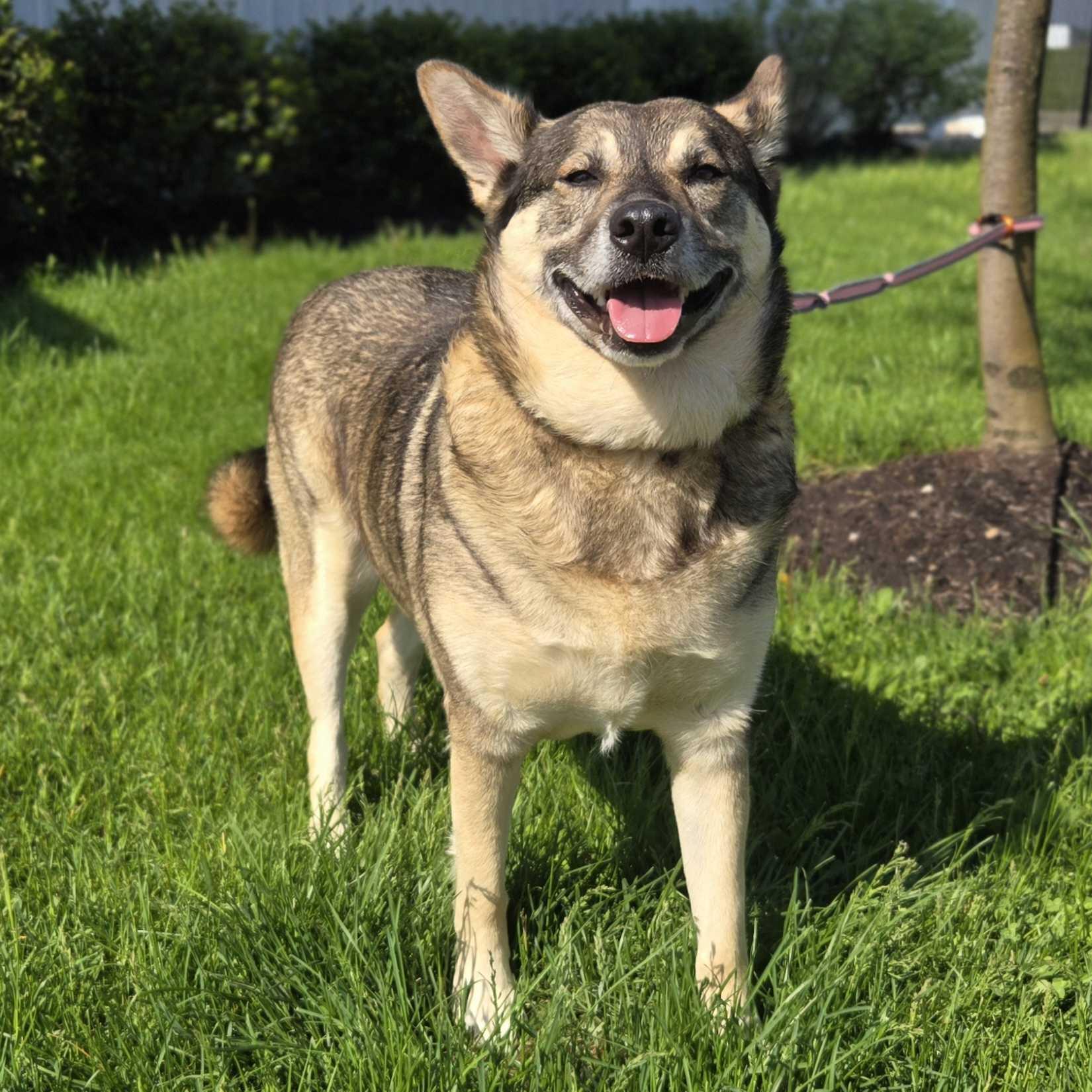 Dog for adoption - Carol, a Norwegian Elkhound in Canal Winchester, OH ...