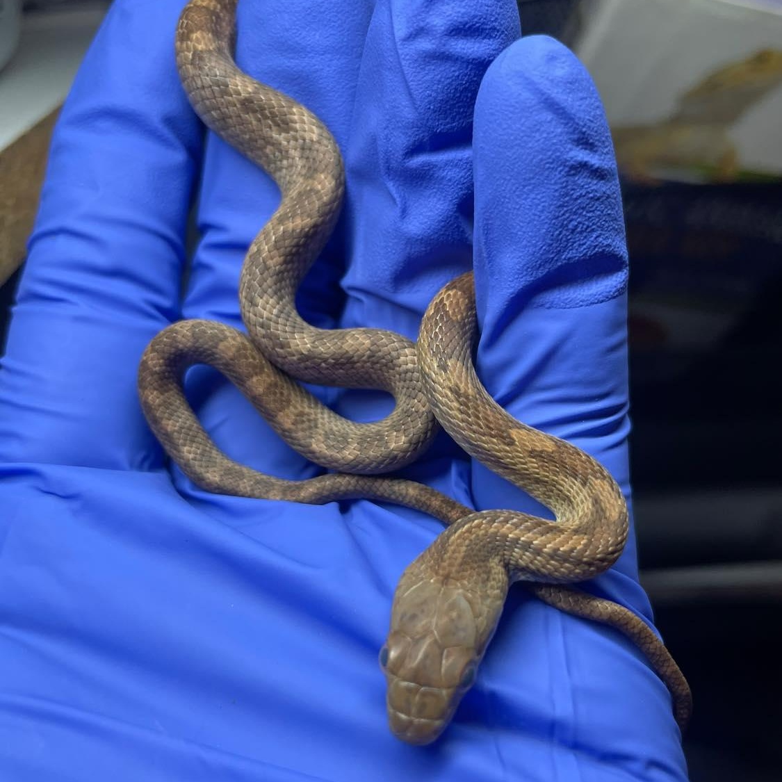 Snake for adoption - Magpie, a Corn / Rat in Durham, NC | Petfinder