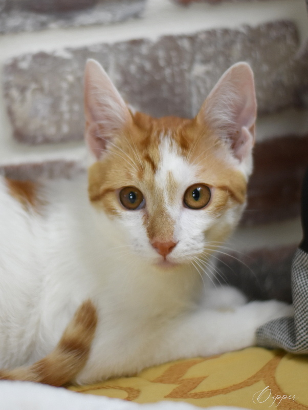 Cat for adoption - Dipper (A Litter), a Domestic Short Hair in Conroe ...