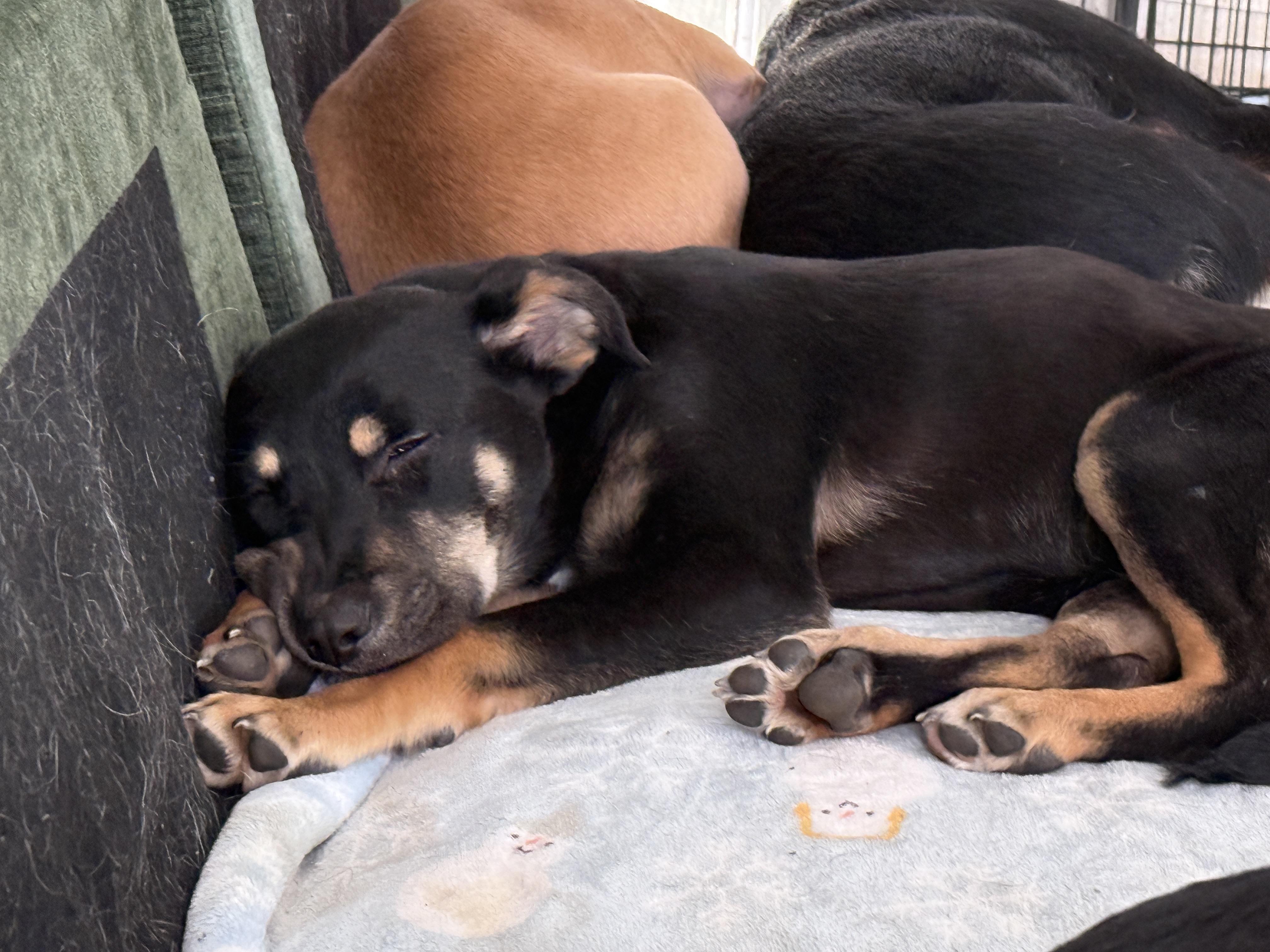 Dog for adoption - Jaxson, a Rottweiler & Siberian Husky Mix in ...