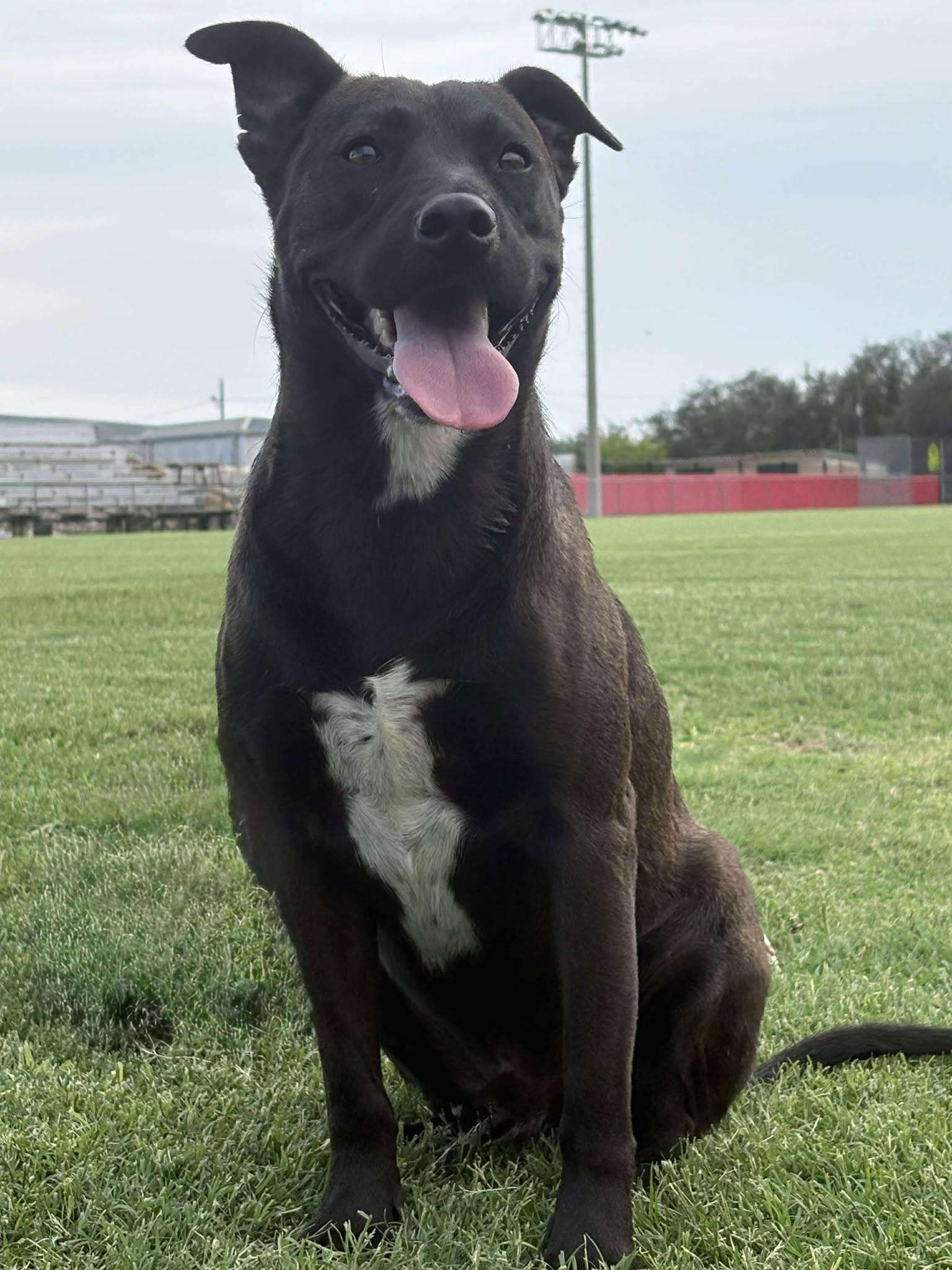 Dog for adoption - Jet, a Labrador Retriever & Patterdale Terrier ...