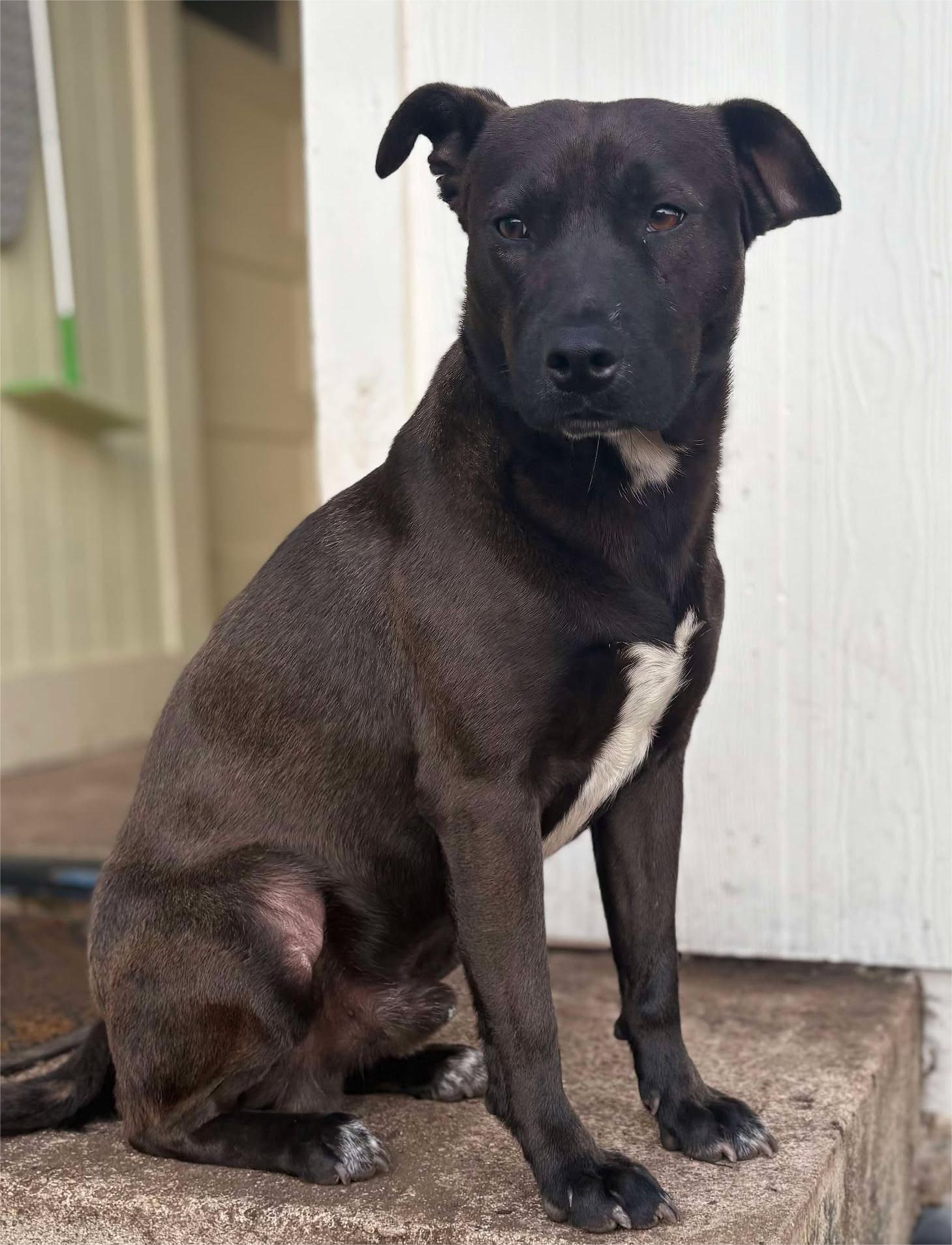 Dog for adoption - Jet, a Labrador Retriever & Patterdale Terrier ...