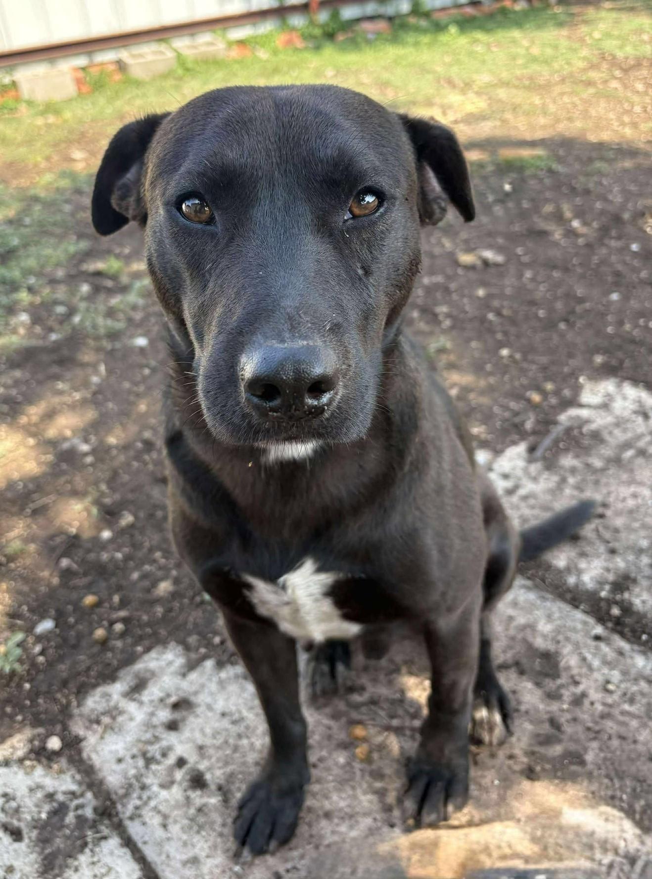 Dog for adoption - Jet, a Labrador Retriever & Patterdale Terrier ...