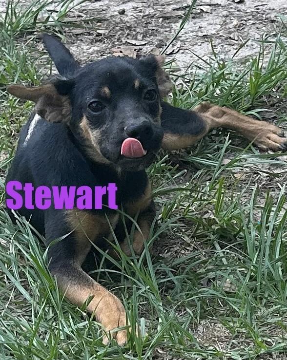Dog for adoption - Stewart, a Rat Terrier Mix in Harrisburg , PA ...