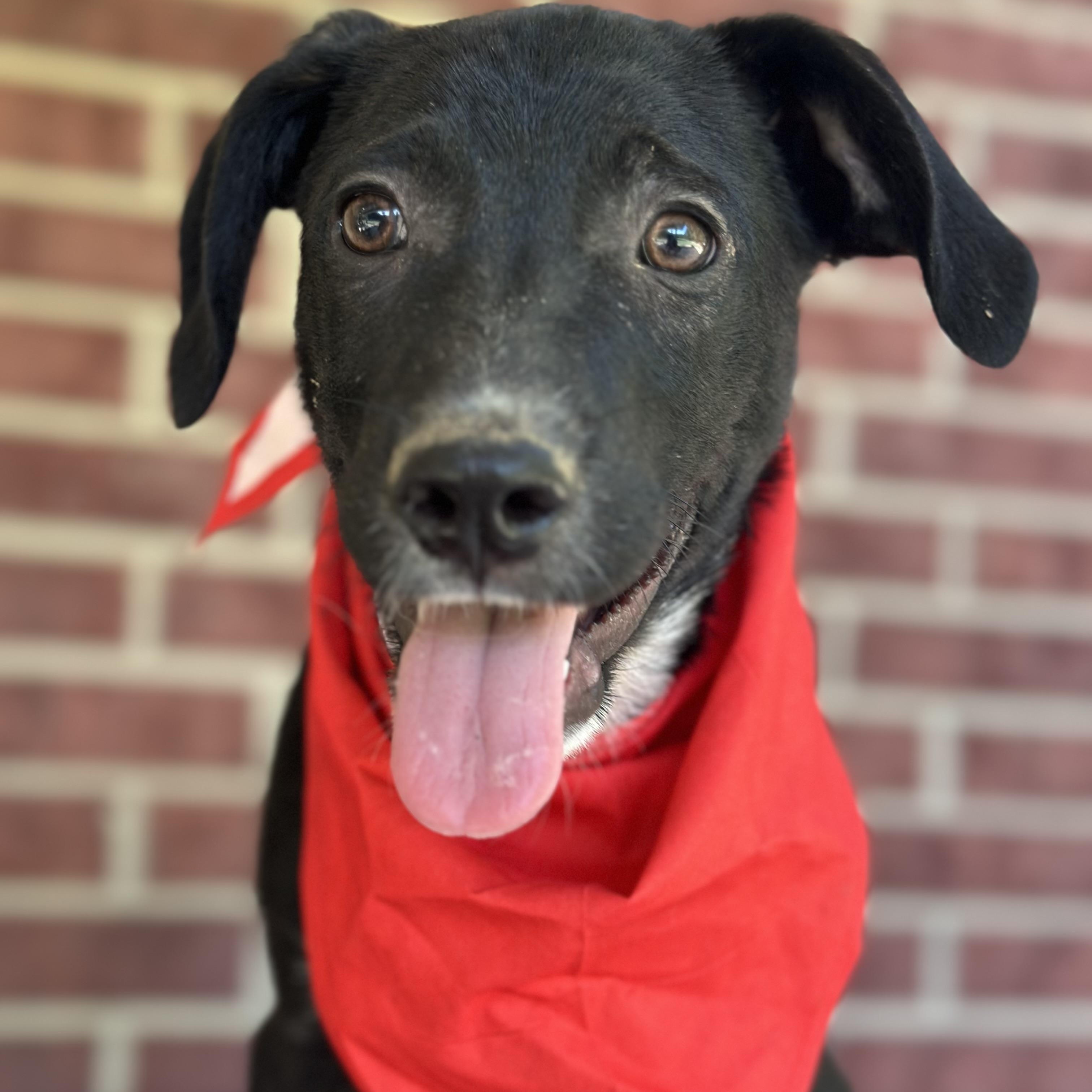 Dog for adoption - Hayes, a Black Labrador Retriever & Australian ...