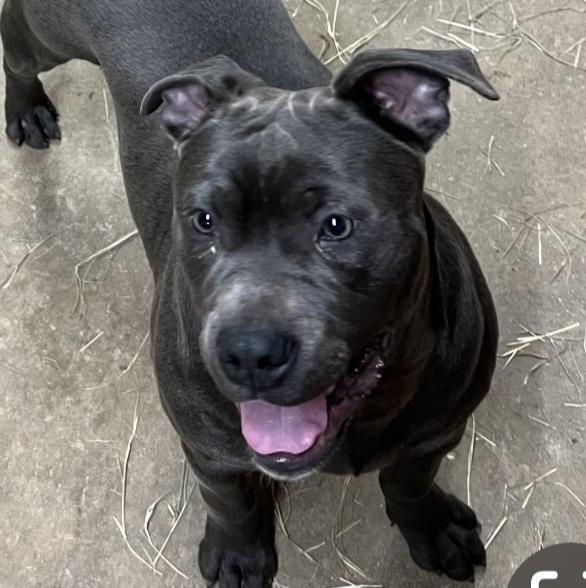 Dog for adoption - Stevie, a Pit Bull Terrier Mix in Richmond, VA ...