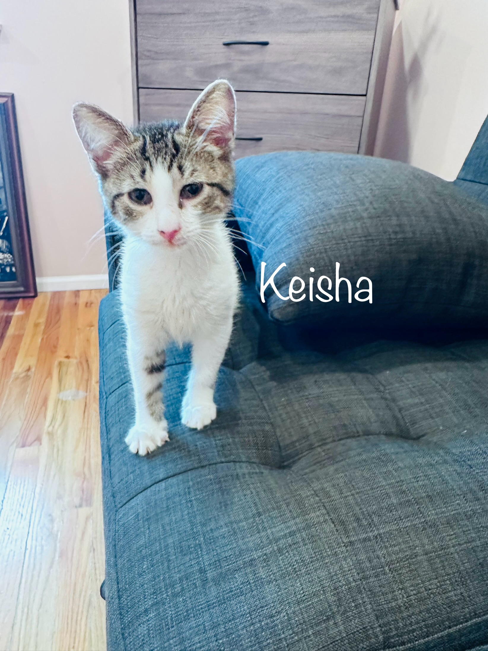 Cat for adoption - Keisha & Prisha, a Domestic Short Hair in Staten Island, NY | Petfinder
