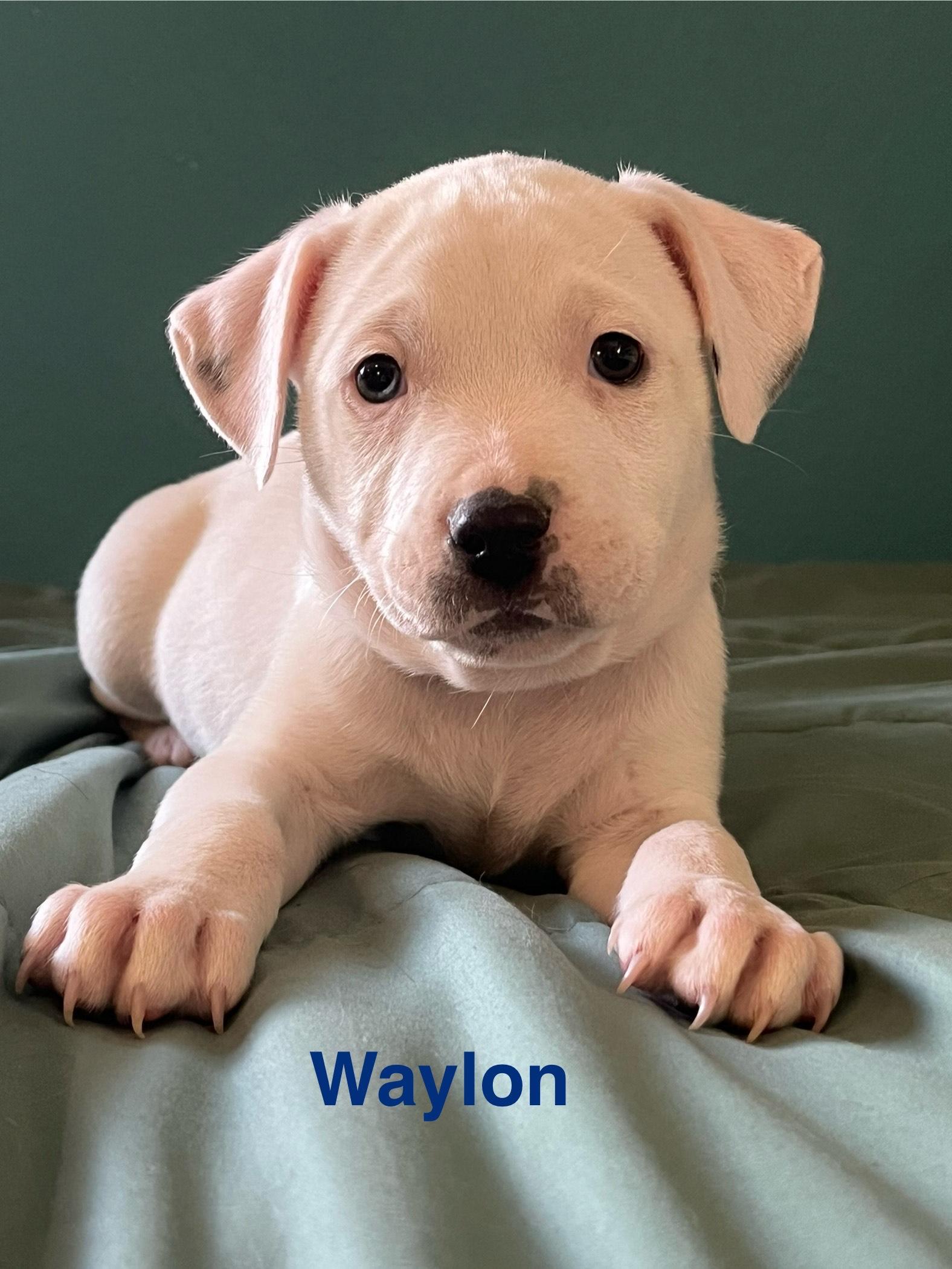 Dog for adoption - waylon, an American Staffordshire Terrier & Pit Bull Terrier Mix in ...