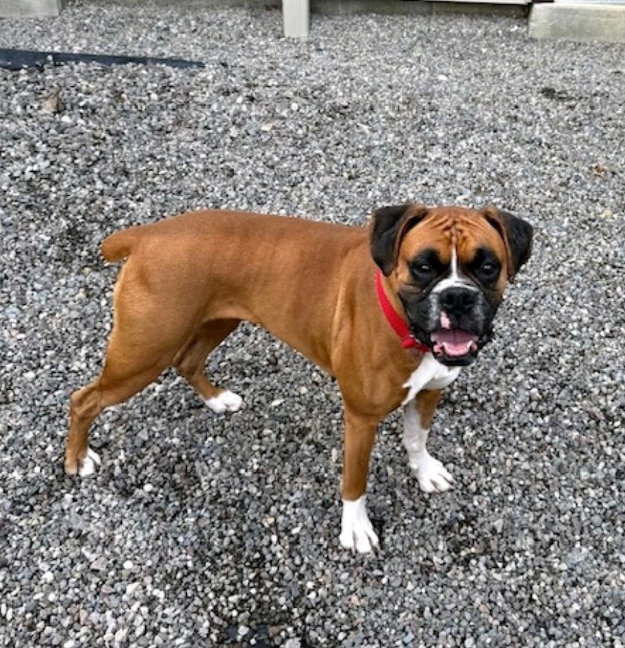 Dog for adoption - Tasha-boxer(fostered in NH), a Boxer in Franklin, MA ...