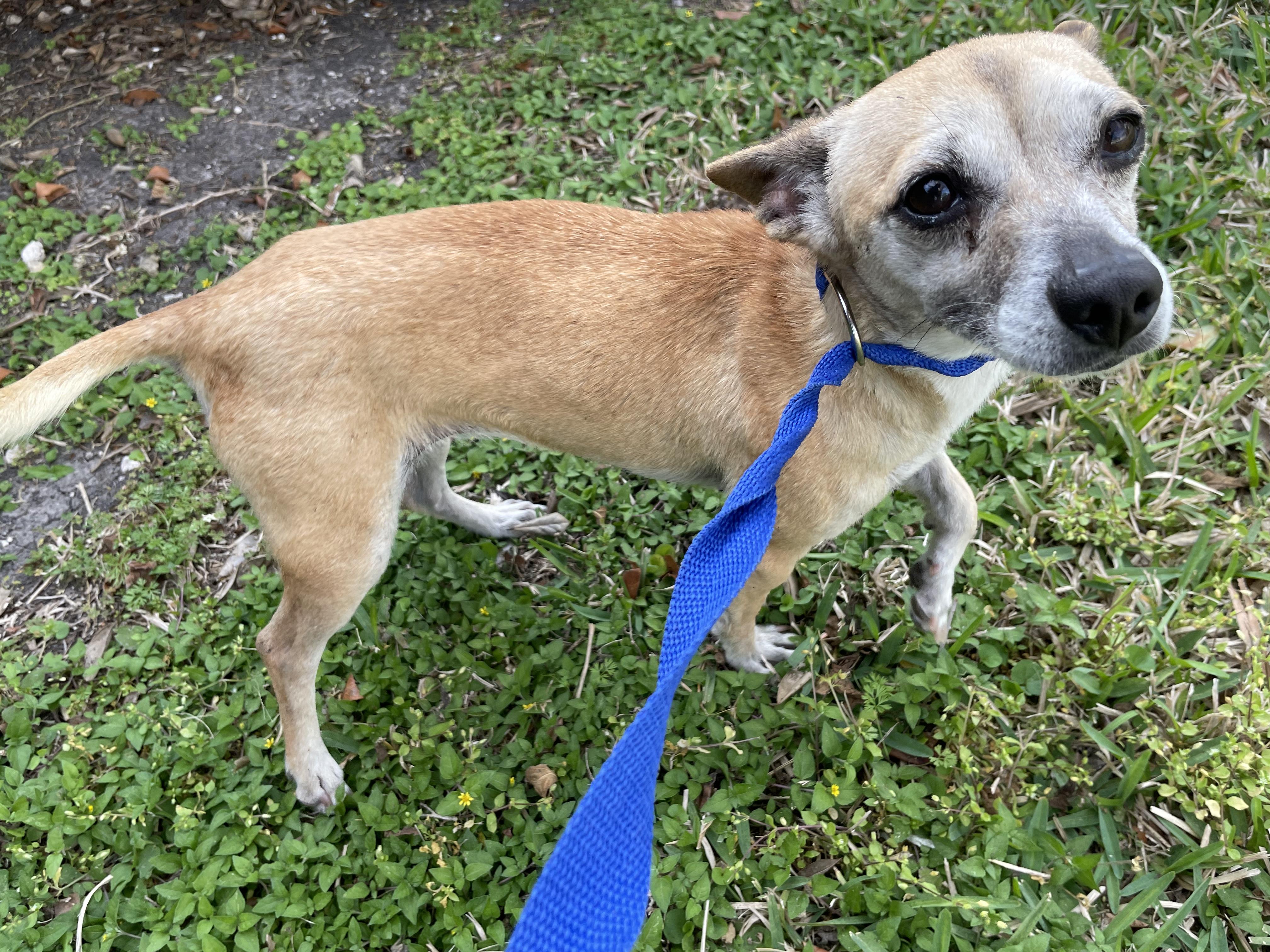 Dog for adoption - Princess, a Chihuahua Mix in Appleton, WI | Petfinder