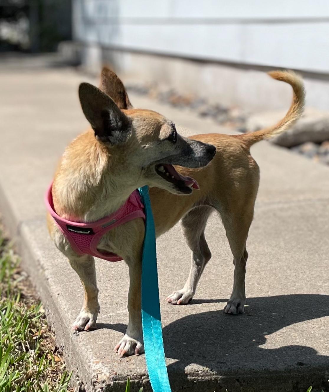 Dog for adoption - Princess, a Chihuahua Mix in Appleton, WI | Petfinder