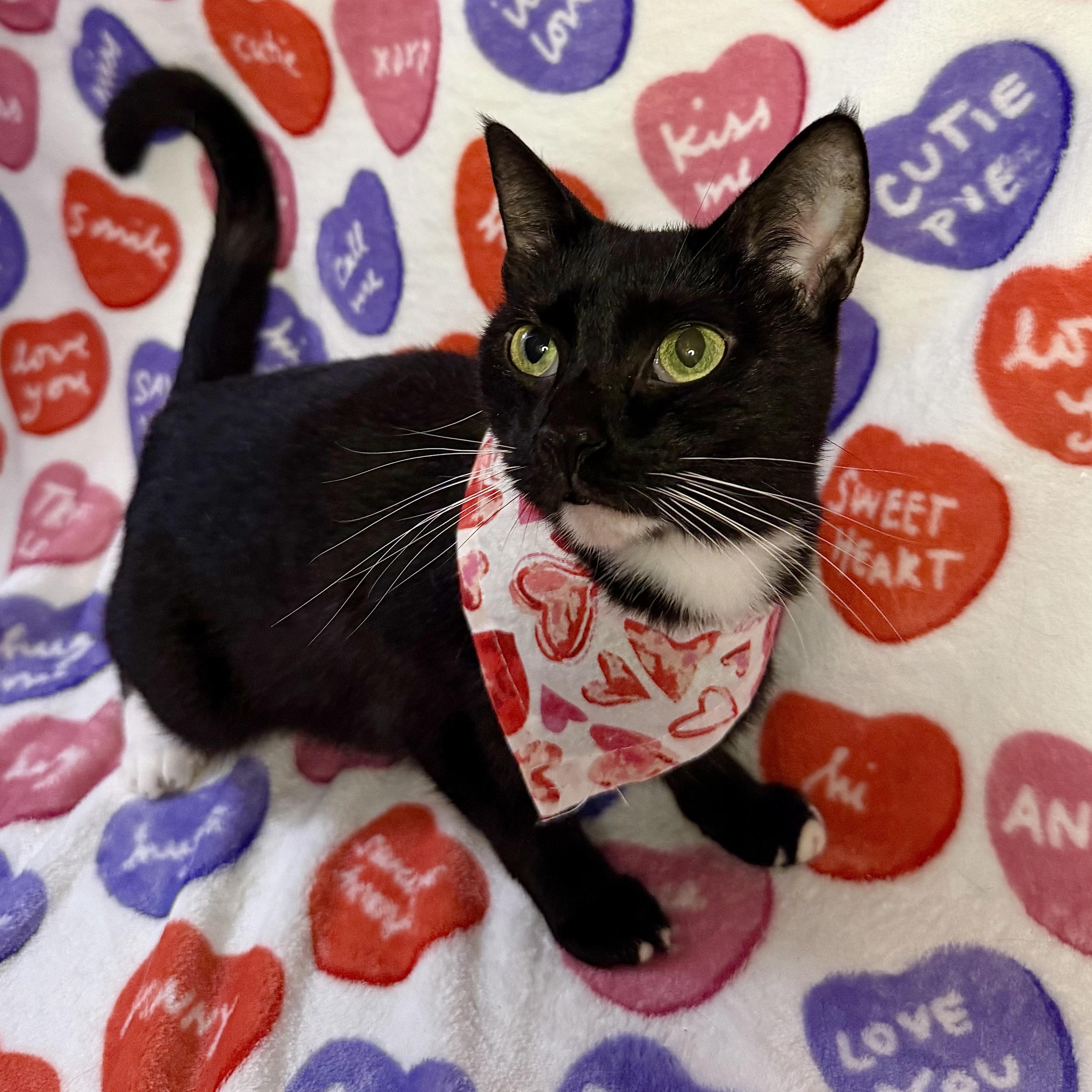 Cat for adoption - Toothless, a Domestic Short Hair in Darien, CT ...