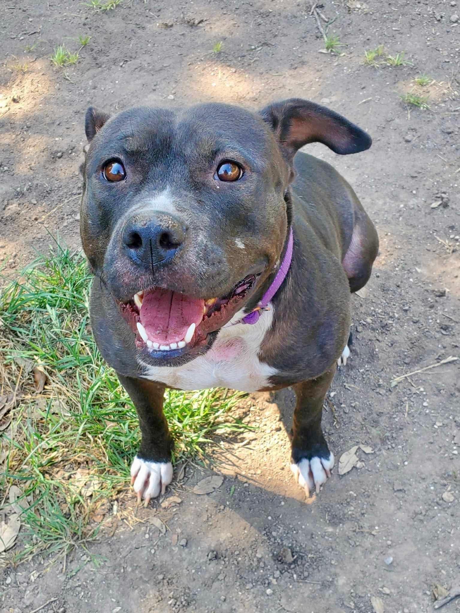 Dog for adoption - AllieGator, a Pit Bull Terrier Mix in Ann Arbor, MI ...