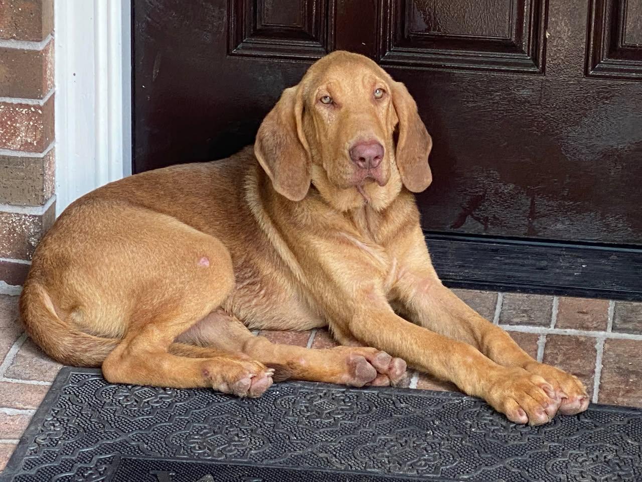 Dog for adoption - Harrison, a Bloodhound in Cedar City, UT | Petfinder