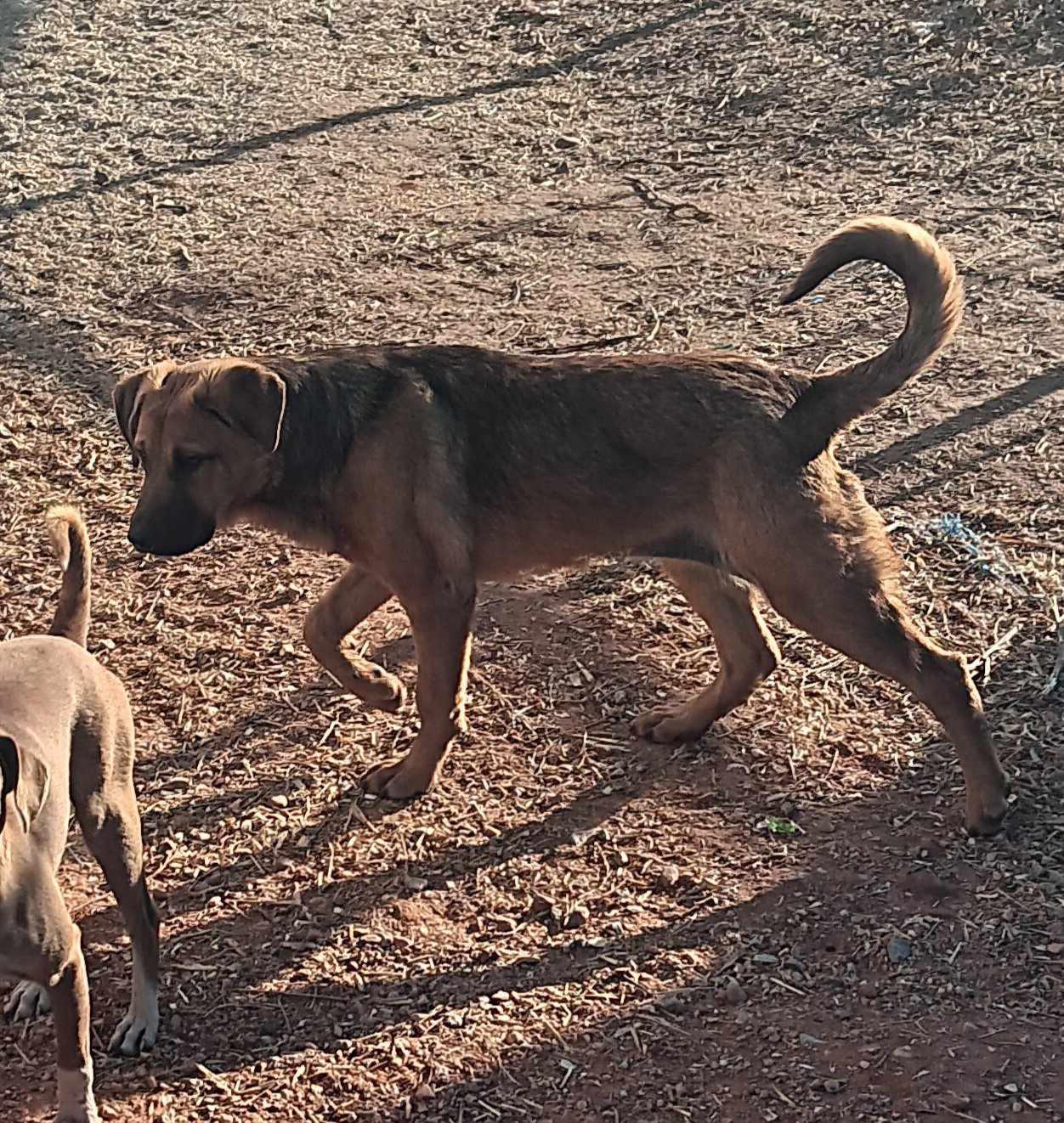 Dog for adoption - Kelly, a Labrador Retriever & Dutch Shepherd Mix in ...