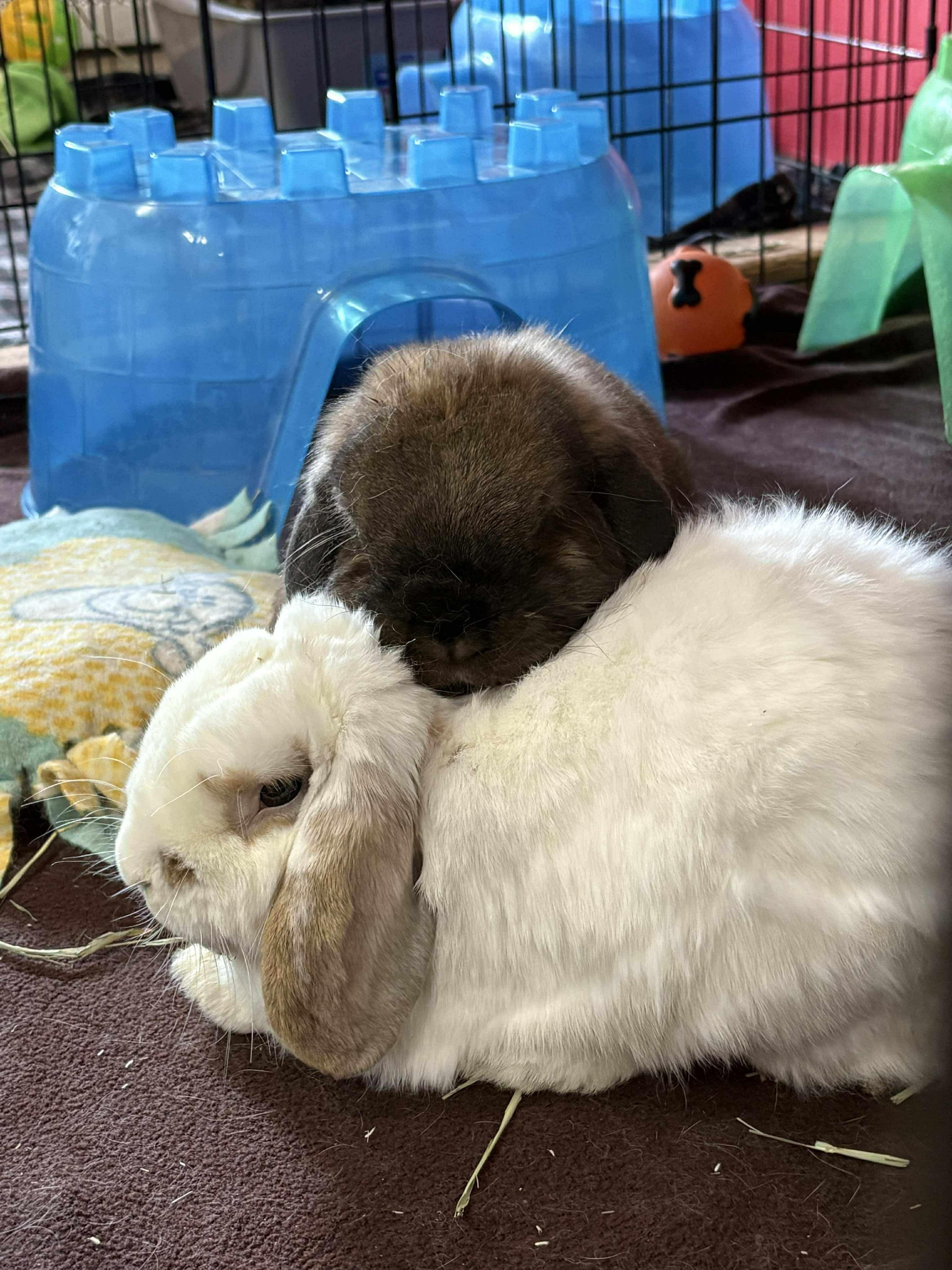Rabbit for adoption - Antonio & Bernardo, a Mini Lop in Chicago, IL ...