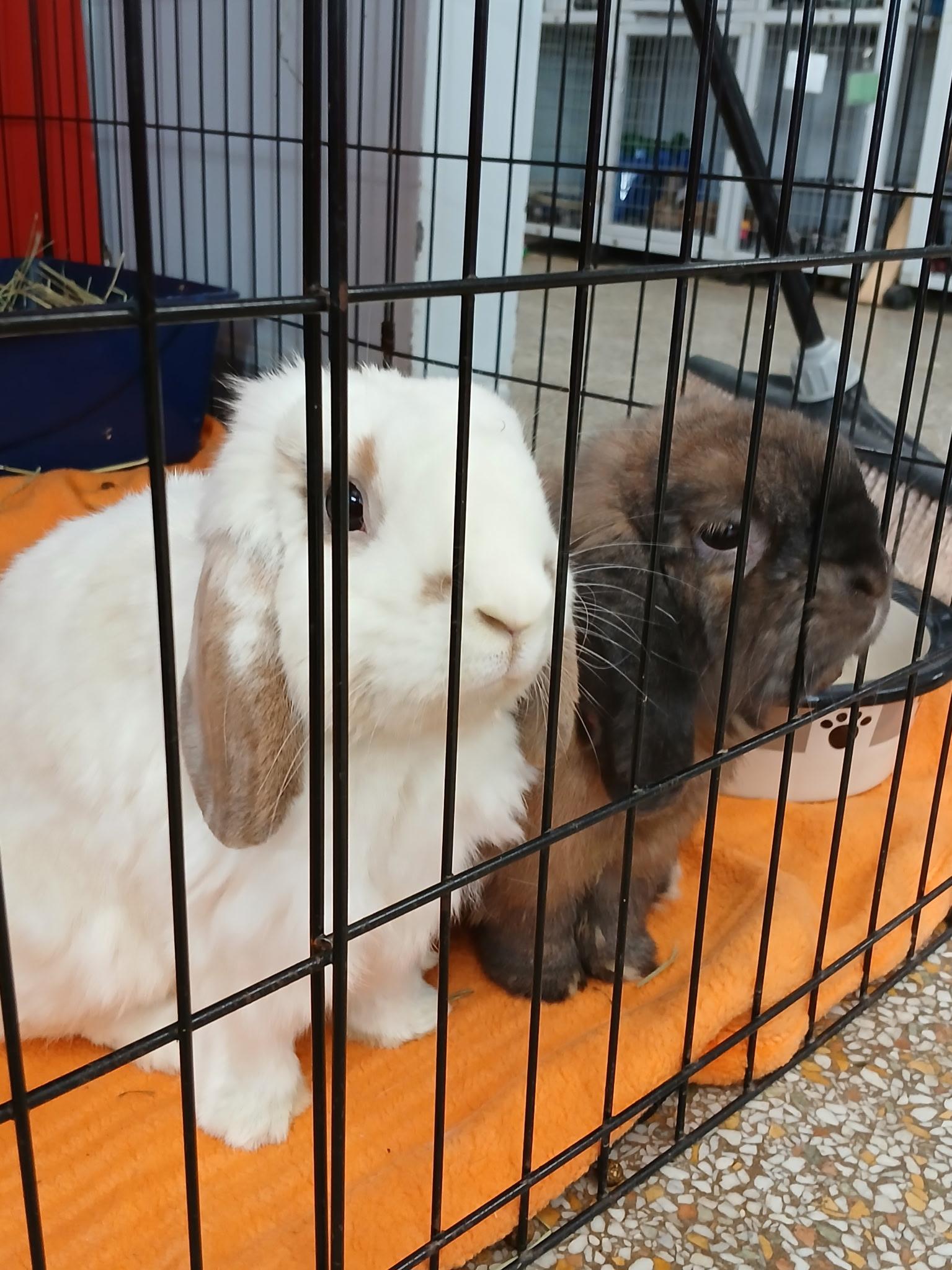 Rabbit for adoption - Antonio & Bernardo, a Mini Lop in Chicago, IL ...