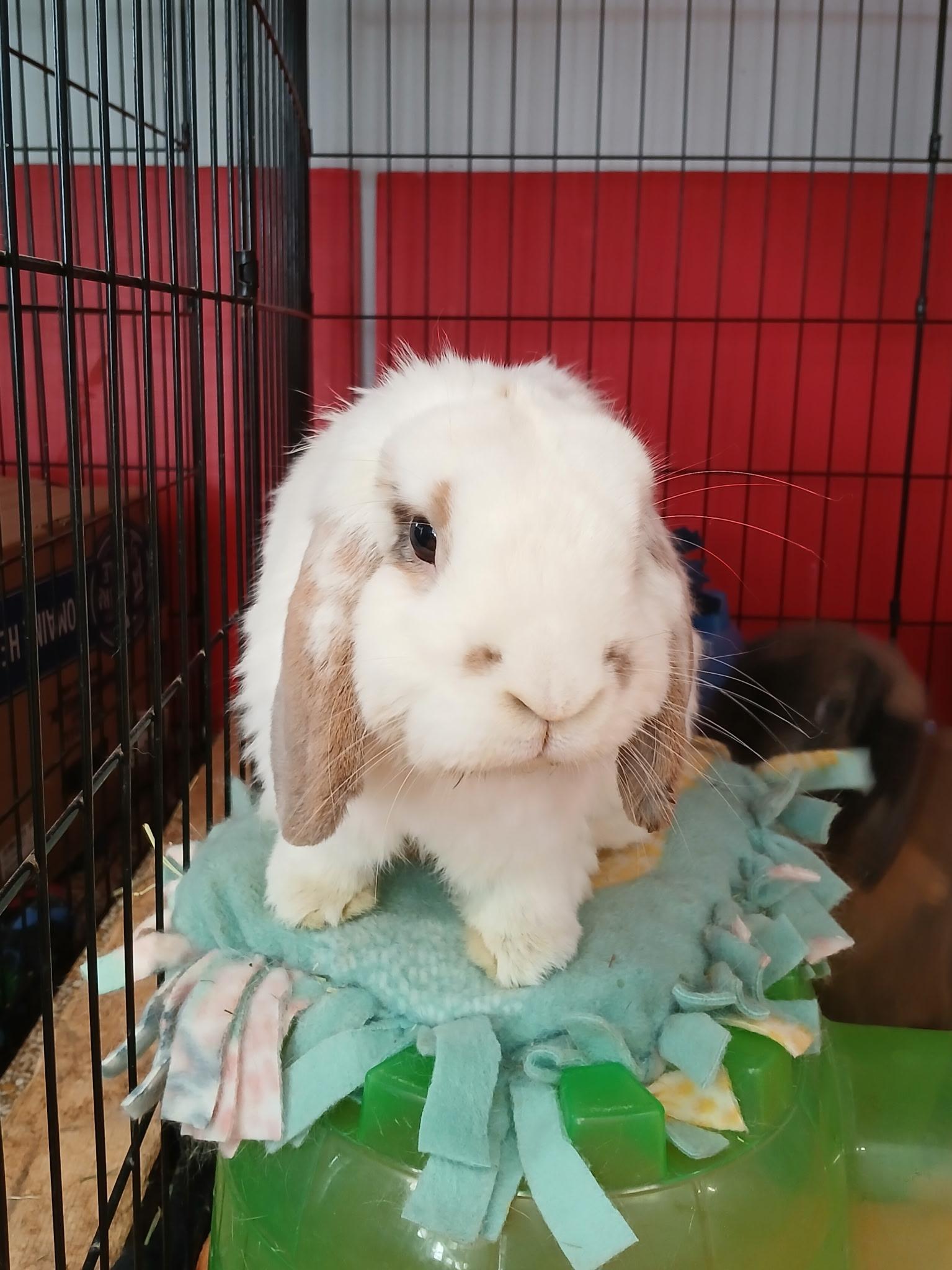 Rabbit for adoption - Antonio & Bernardo, a Mini Lop in Chicago, IL ...