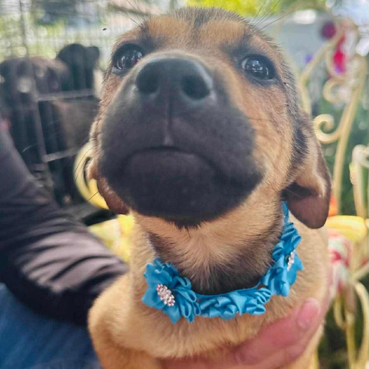 Dog for adoption - Agave, a Shepherd Mix in Highland, MI | Petfinder