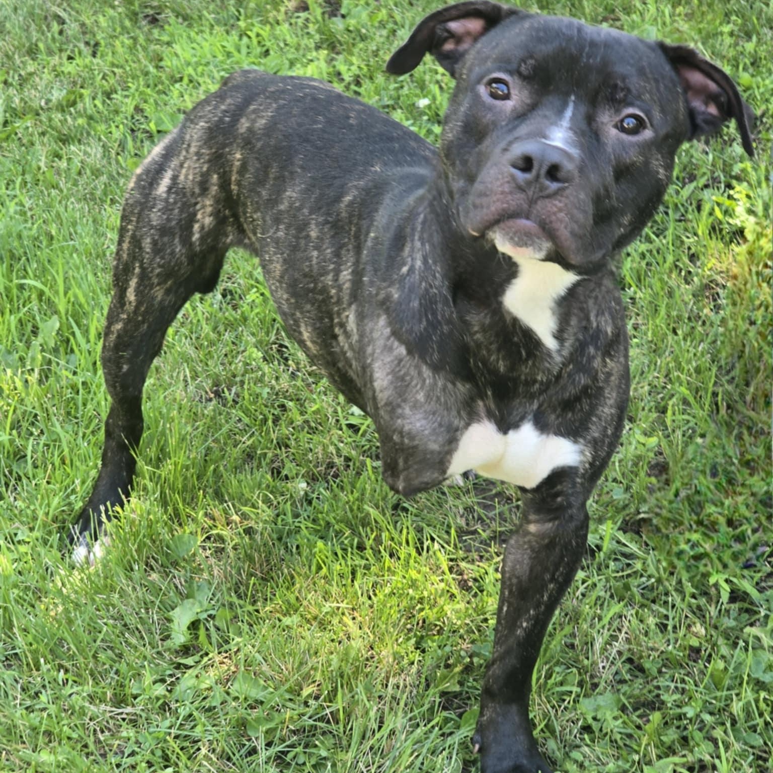 Dog for adoption - Zane, a Pit Bull Terrier Mix in Waterloo, IA | Petfinder