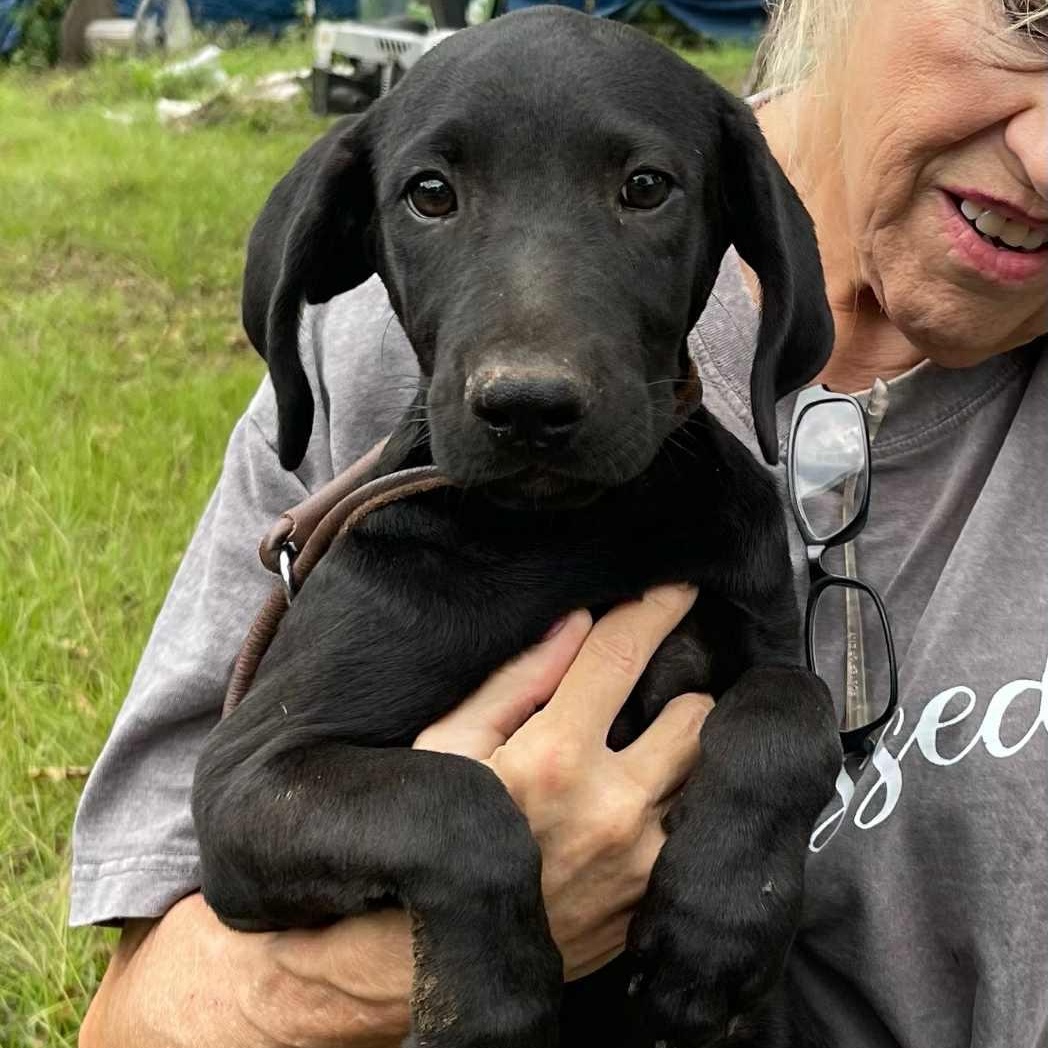 Danville Spca in Danville, PA