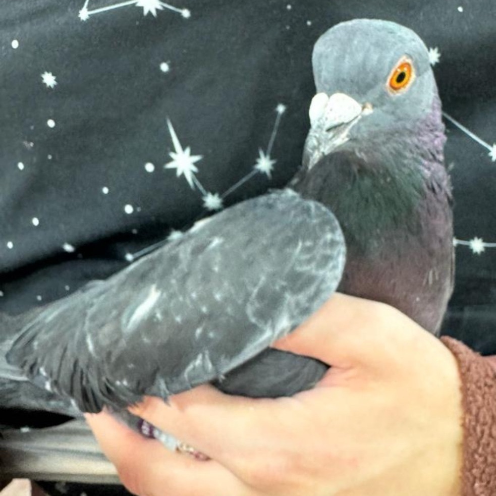 Dove for adoption - Randy, a Pigeon in Chicago, IL | Petfinder