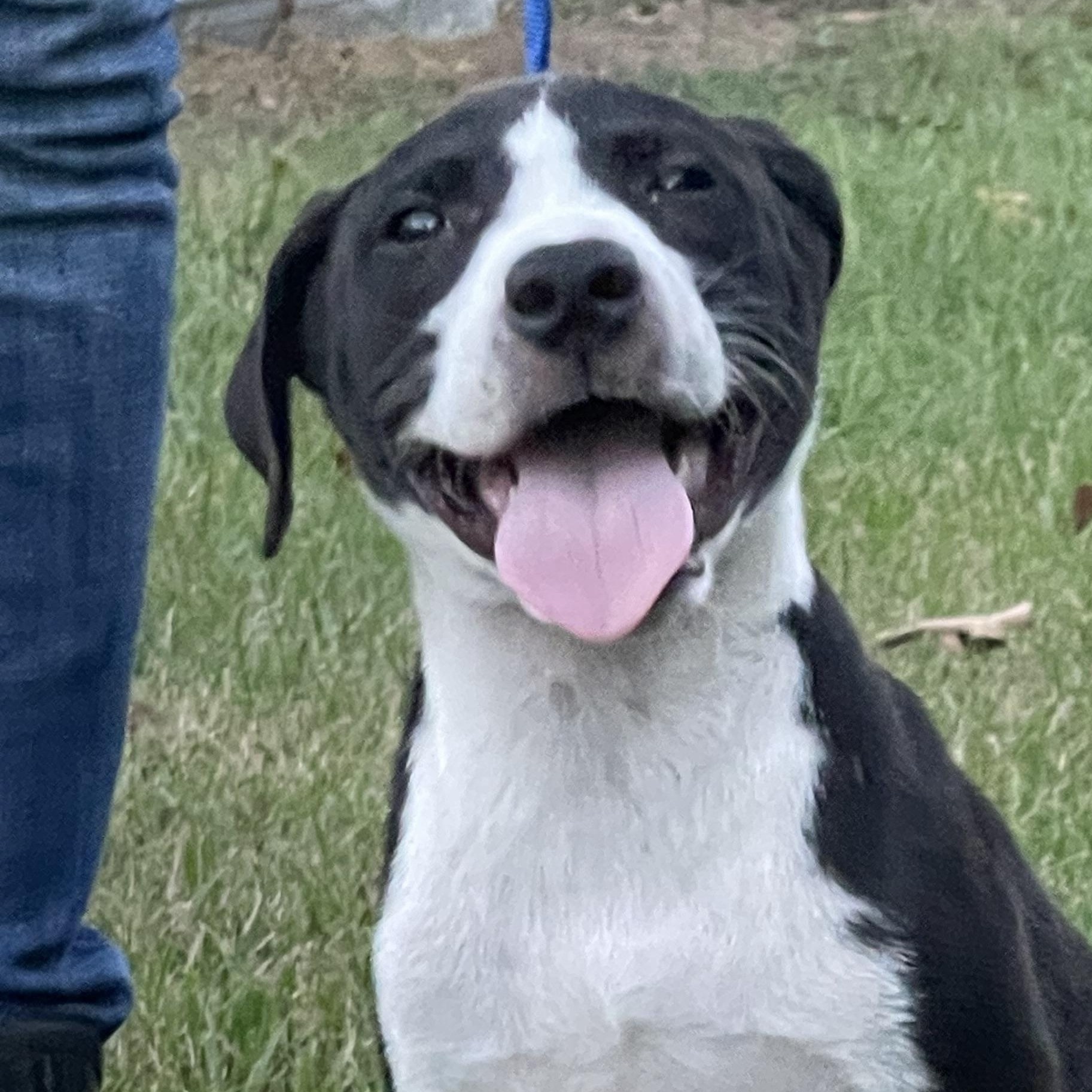 Dog for adoption - Gwen, a Pit Bull Terrier in Bellingham, WA | Petfinder