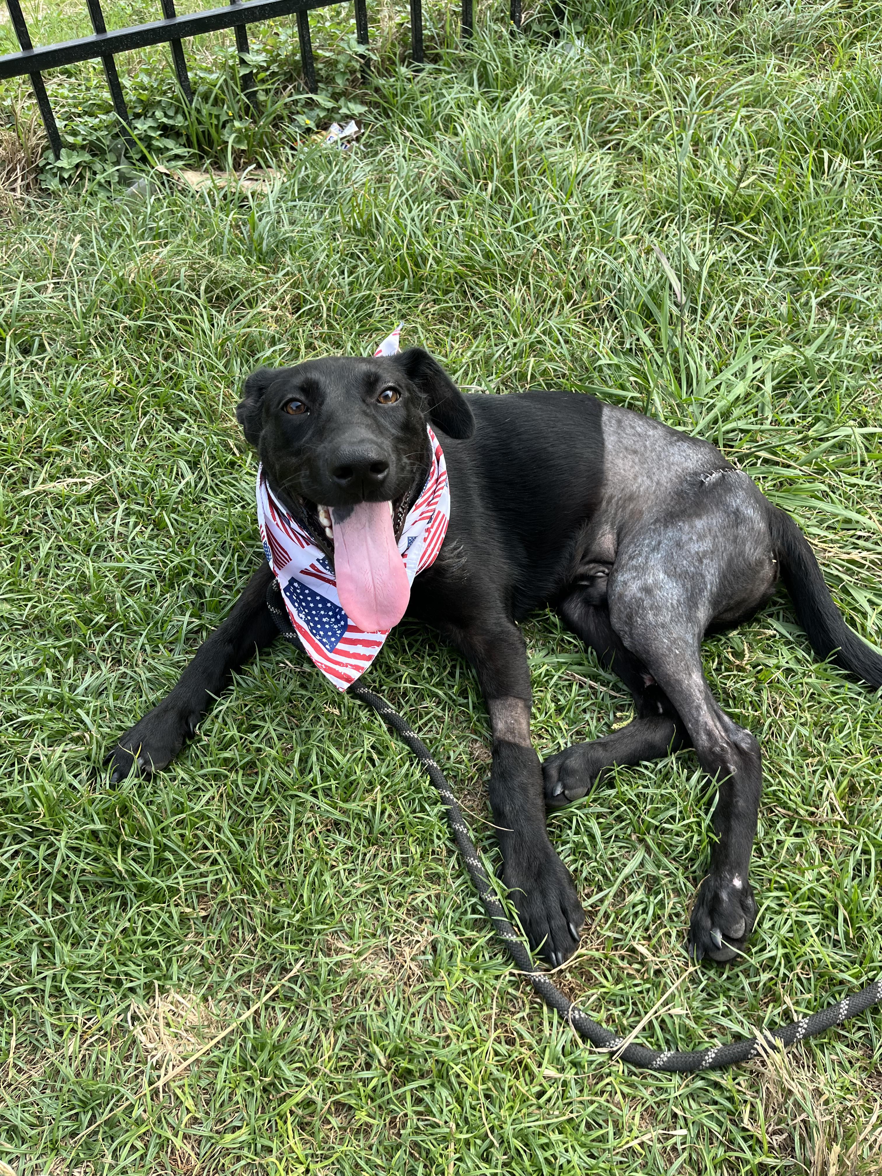 Dog for adoption - Dash, a Black Labrador Retriever Mix in New London ...