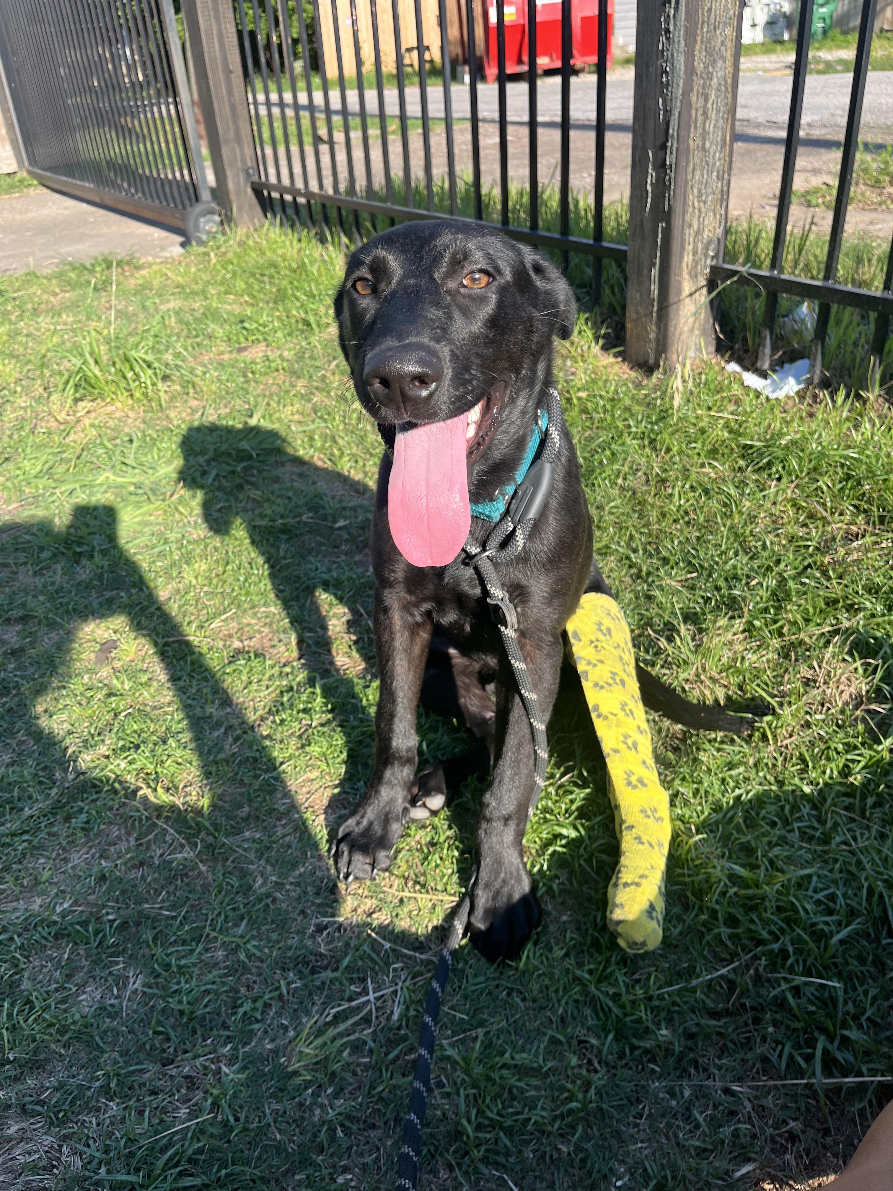 Dog for adoption - Dash, a Black Labrador Retriever Mix in New London, CT | Petfinder