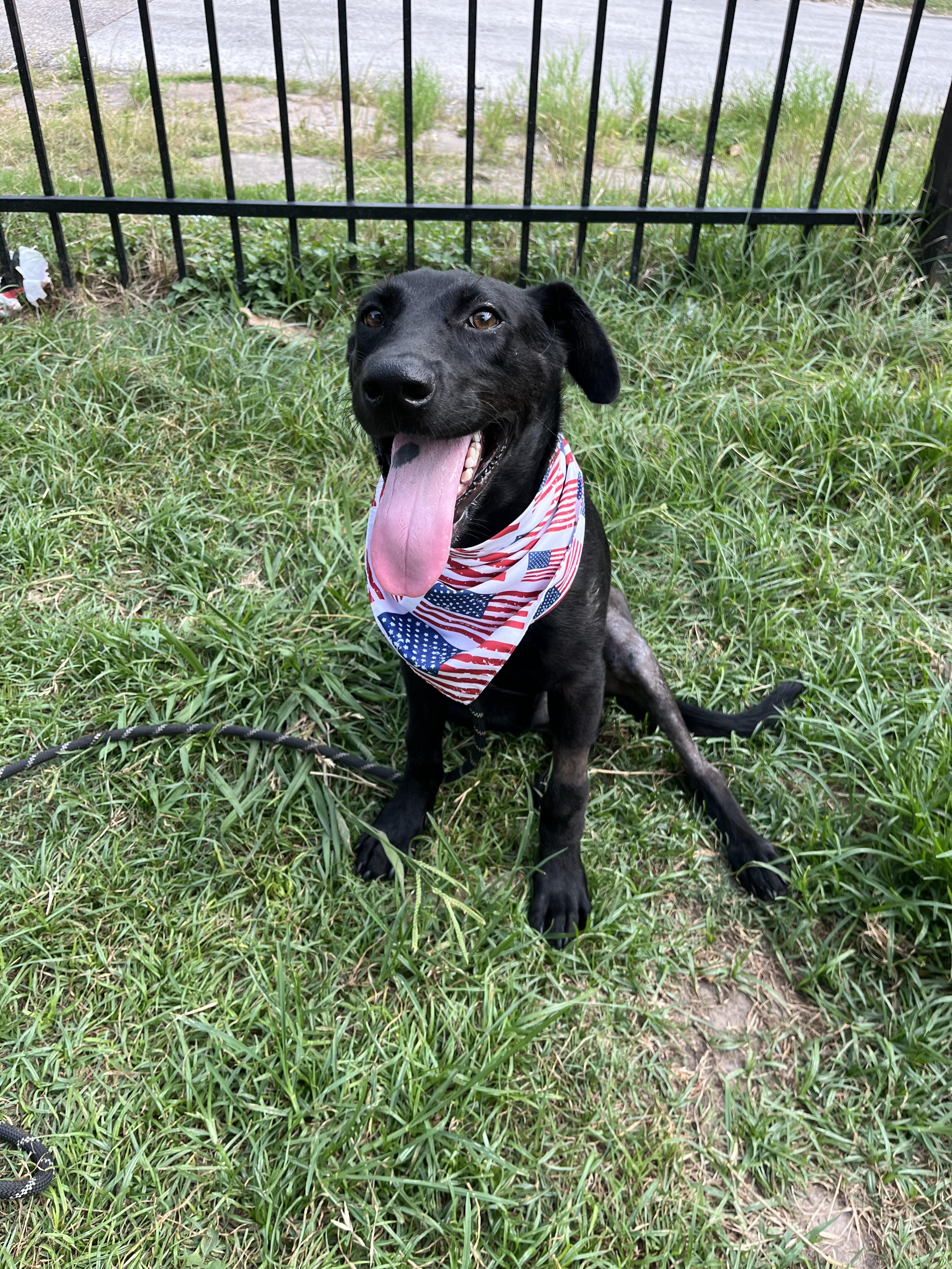Dog for adoption - Dash, a Black Labrador Retriever Mix in New London ...