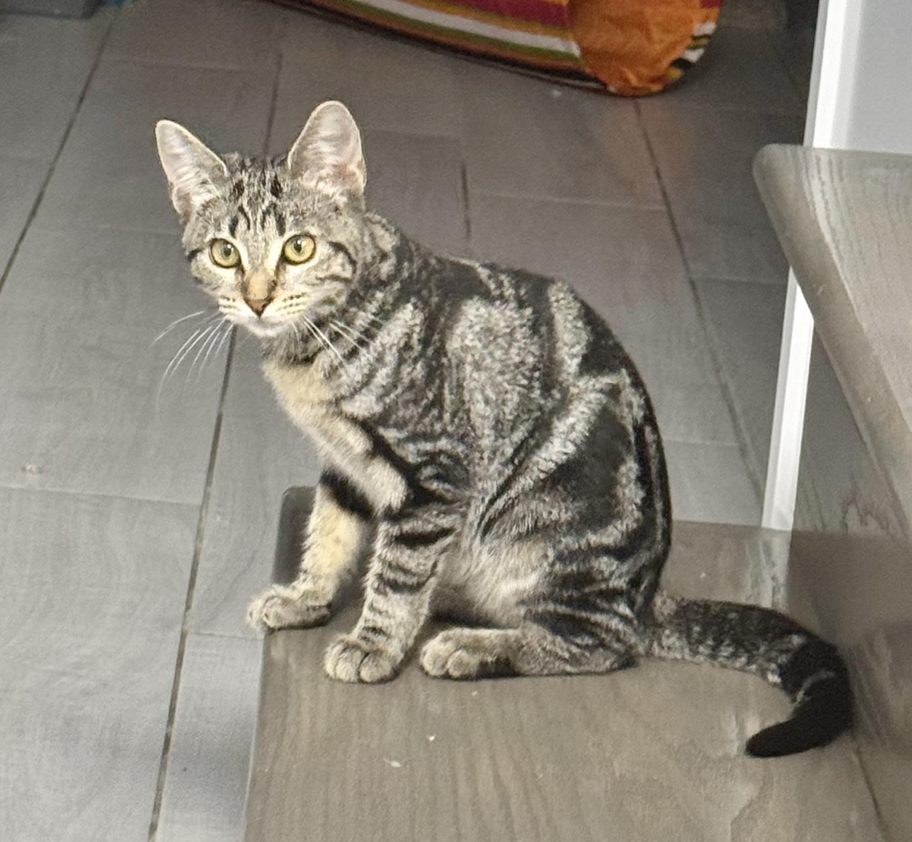 Cat for adoption - Terry, a Domestic Short Hair in Staten Island, NY ...