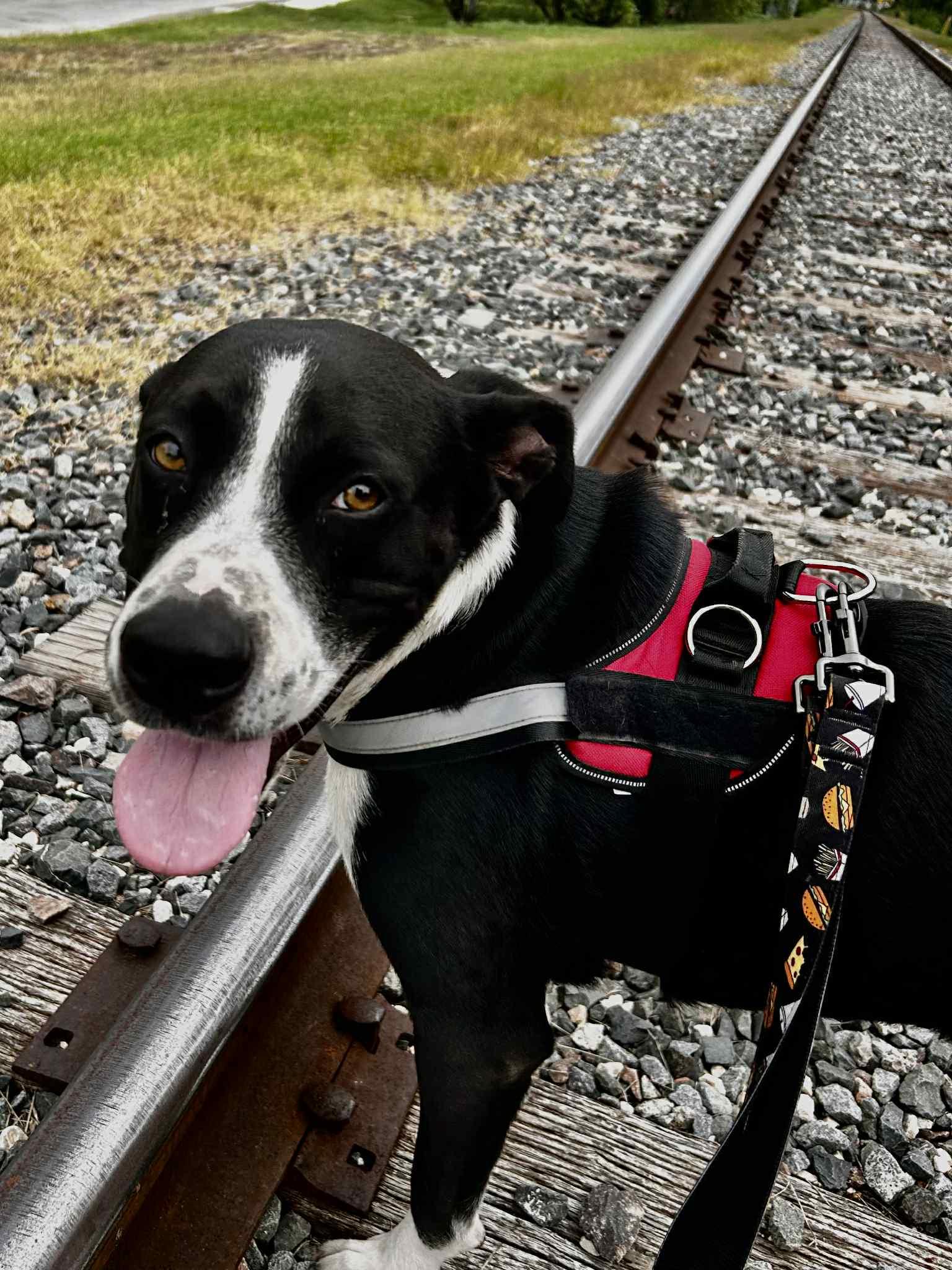 Dog for adoption - Buddy, a Labrador Retriever Mix in Hoffman Estates ...