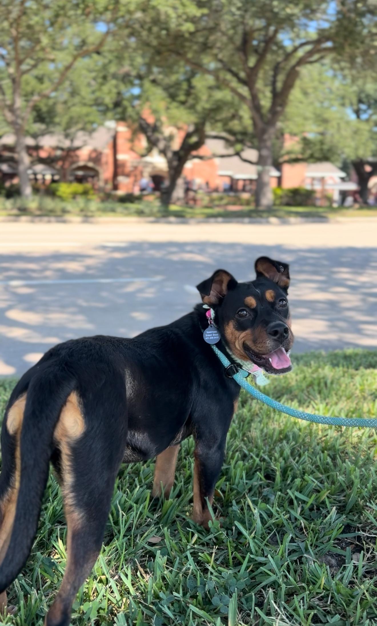 Dog for adoption - Cocoa Pebbles, an Australian Kelpie & German ...