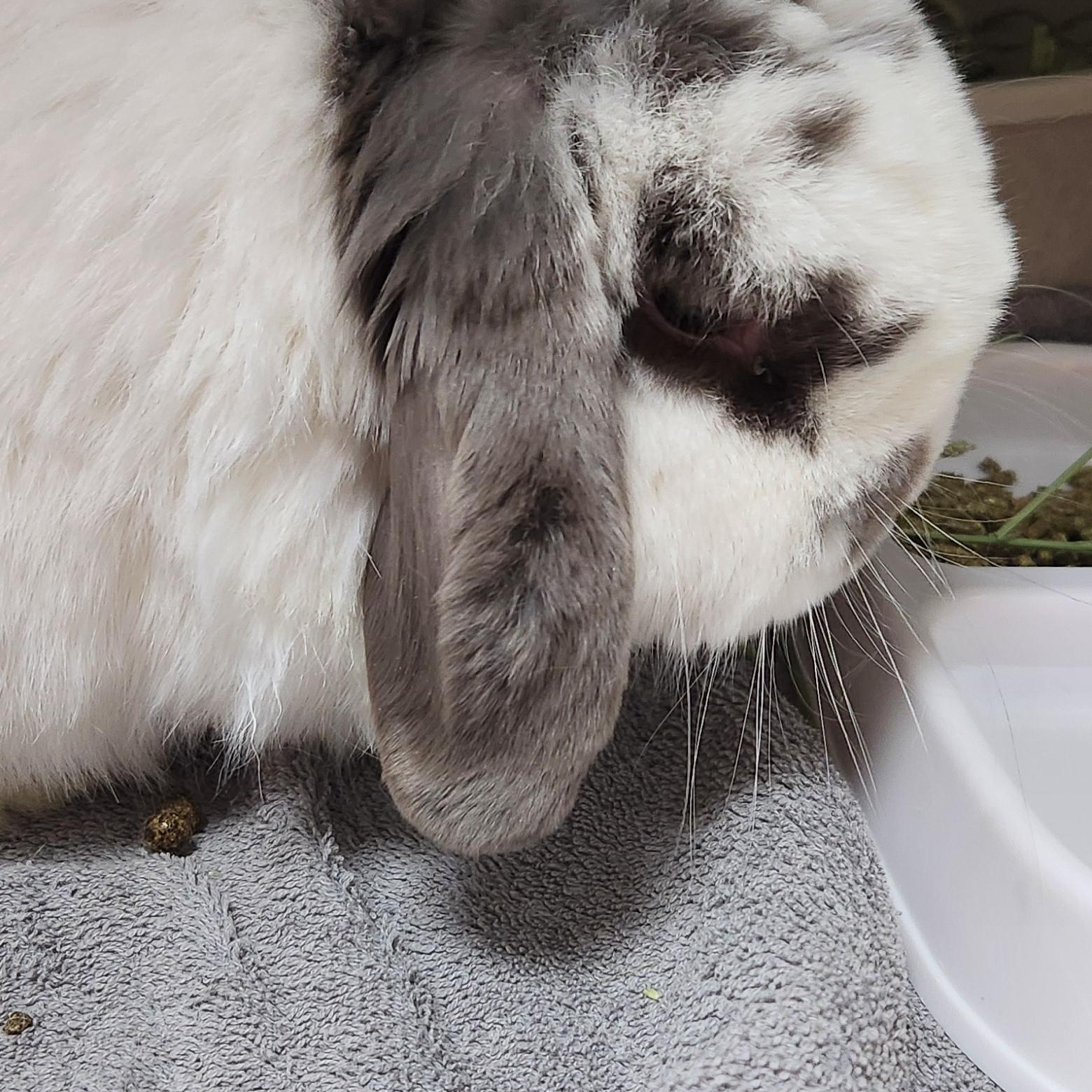 Rabbit for adoption - Bugsy, a Holland Lop in Los Angeles, CA | Petfinder