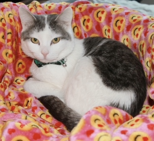 Cat for adoption - Garfunkel, a Tabby in Hatfield , PA | Petfinder