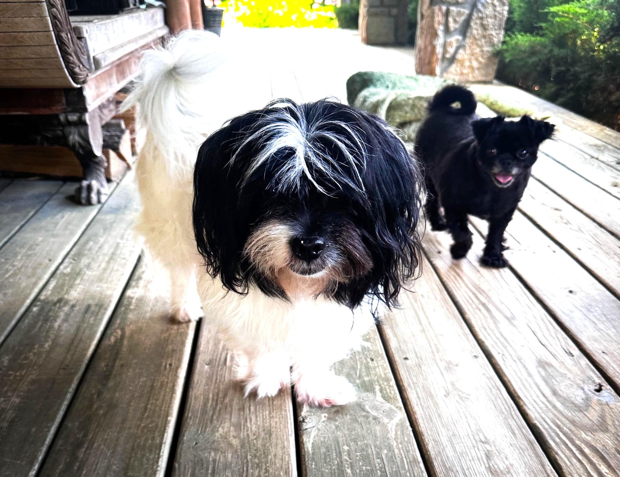 Dog for adoption - Bogo Darrow, a Lhasa Apso & Havanese Mix in Thompson ...