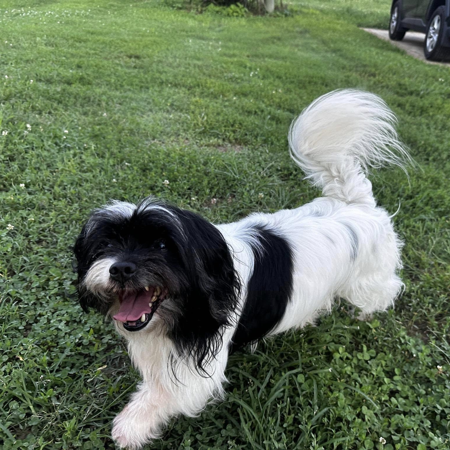 Dog for adoption - Bogo Darrow, a Lhasa Apso & Havanese Mix in Thompson ...