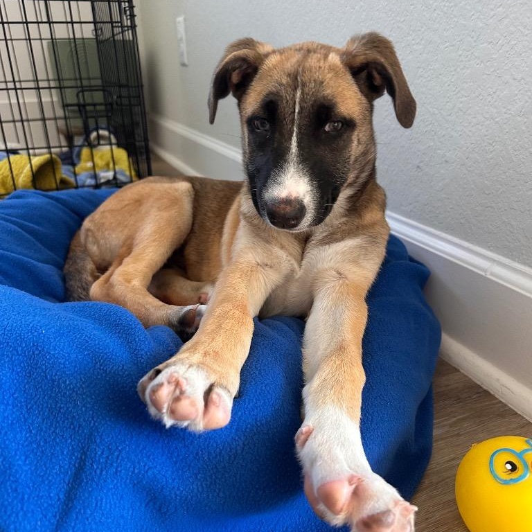 Dog for adoption - Cassie, a Mixed Breed in Albany, NY | Petfinder