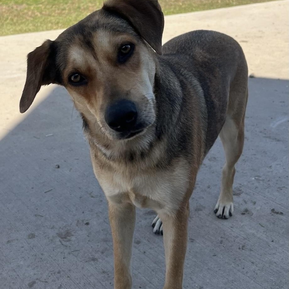 Dog for adoption - Grace, a Shepherd in Cheyenne, WY | Petfinder